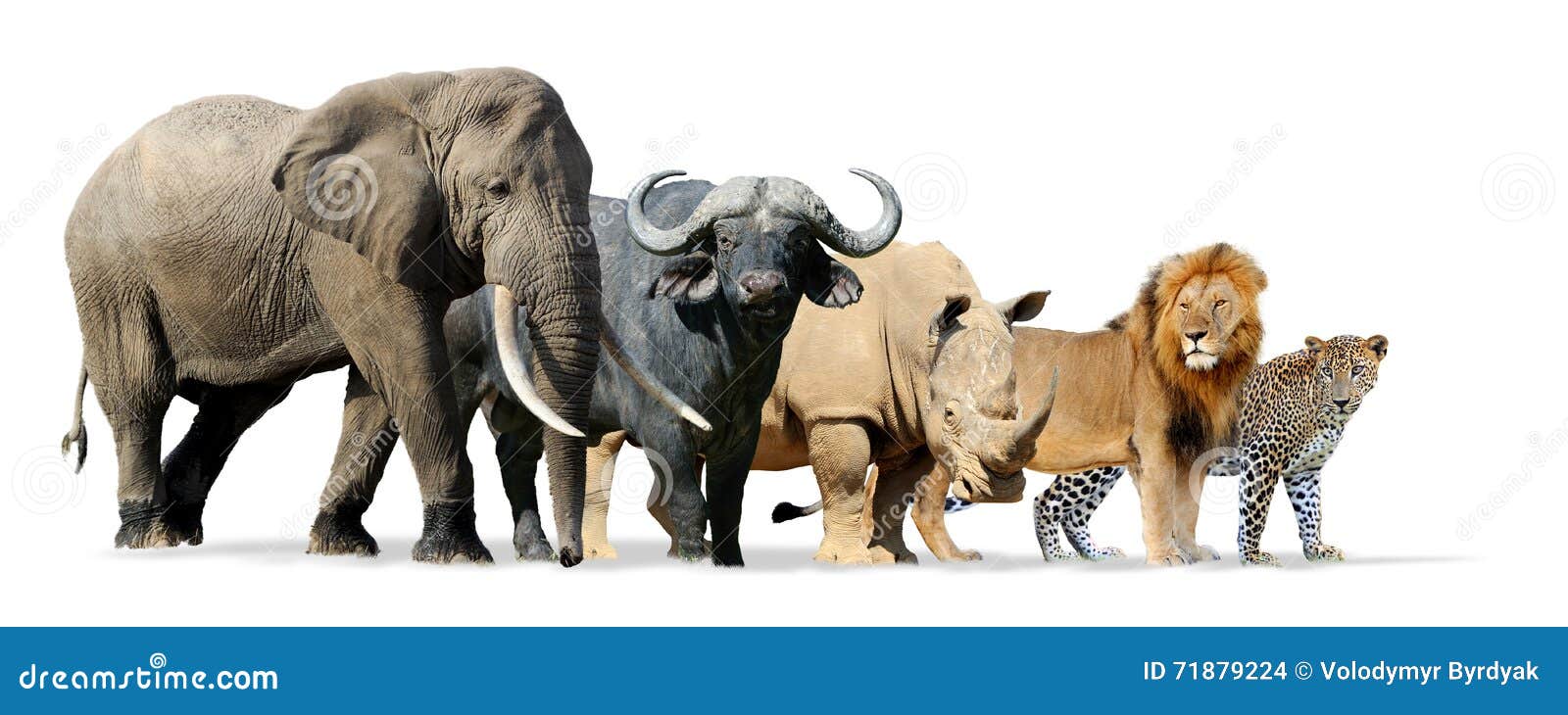 Groot Die Spel Vijf Op Wit Wordt Geïsoleerd Stock Foto - Image of jager ...