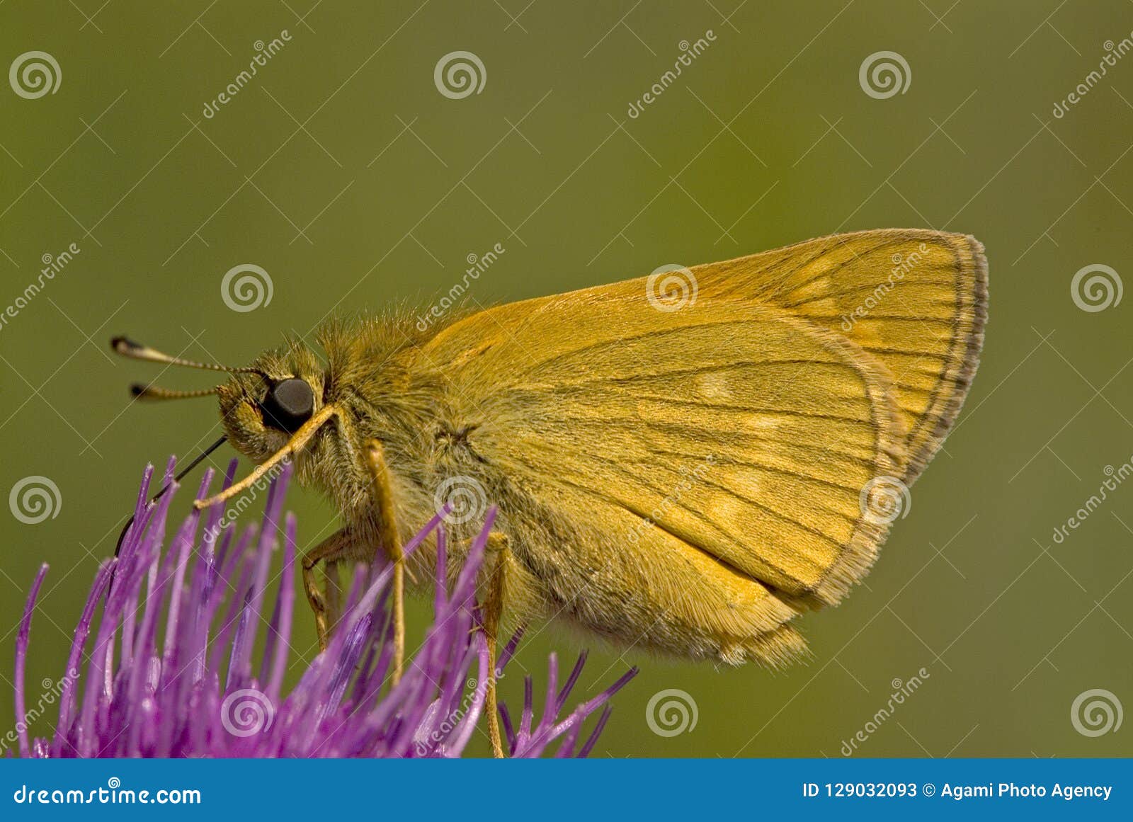 Groot Dikkopje, Large Skipper, Ochlodes Sylvanus Stock Image - Image of ...