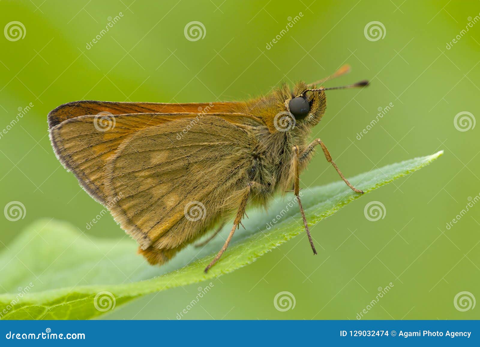Groot Dikkopje, Large Skipper, Ochlodes Sylvanus Stock Photo - Image of ...