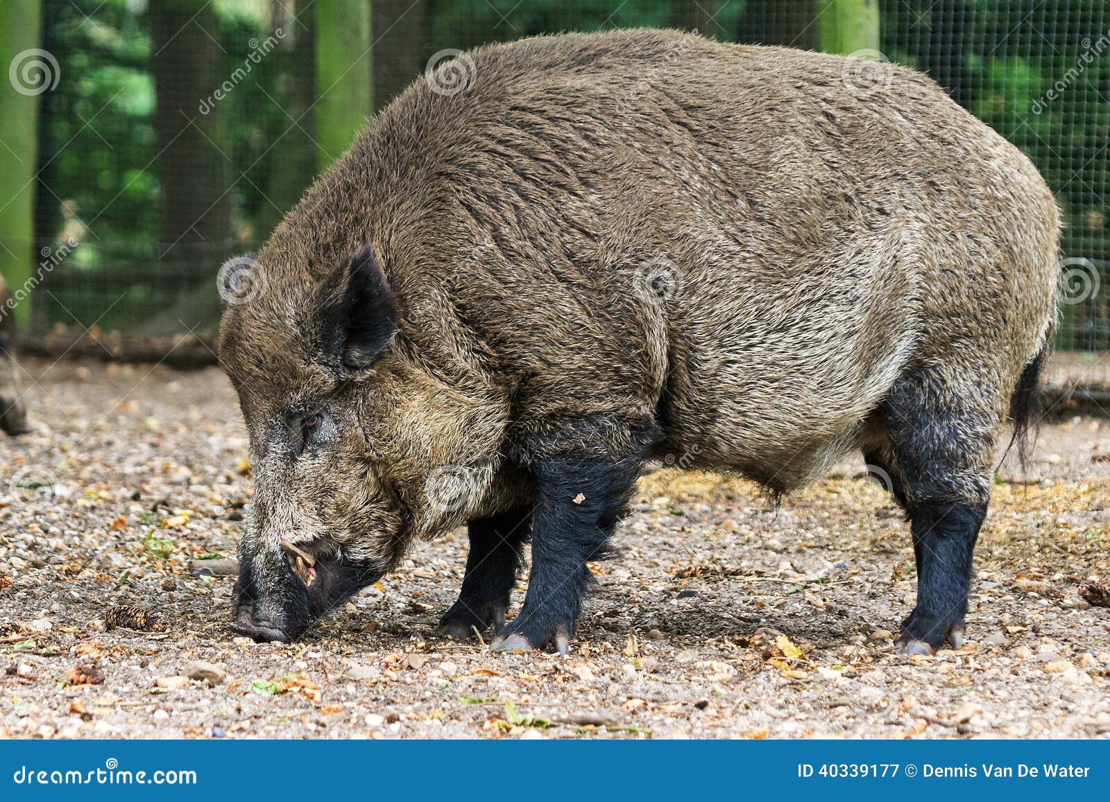 Groot everzwijn stock afbeelding. Image of gevaarlijk - 40339177