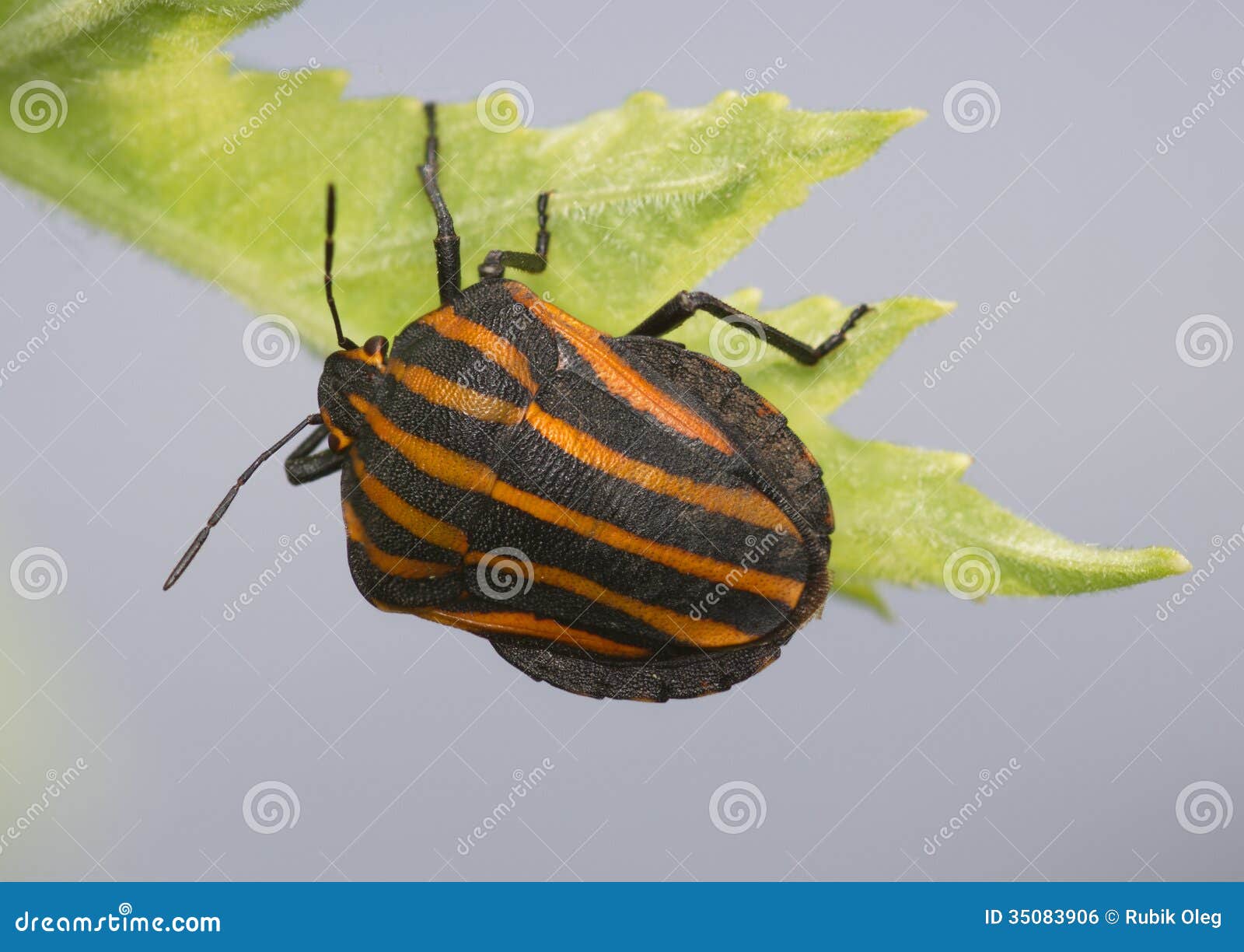 Groot Gestreept Insect Op Een Gras Stock Foto - Image of snor, groot ...