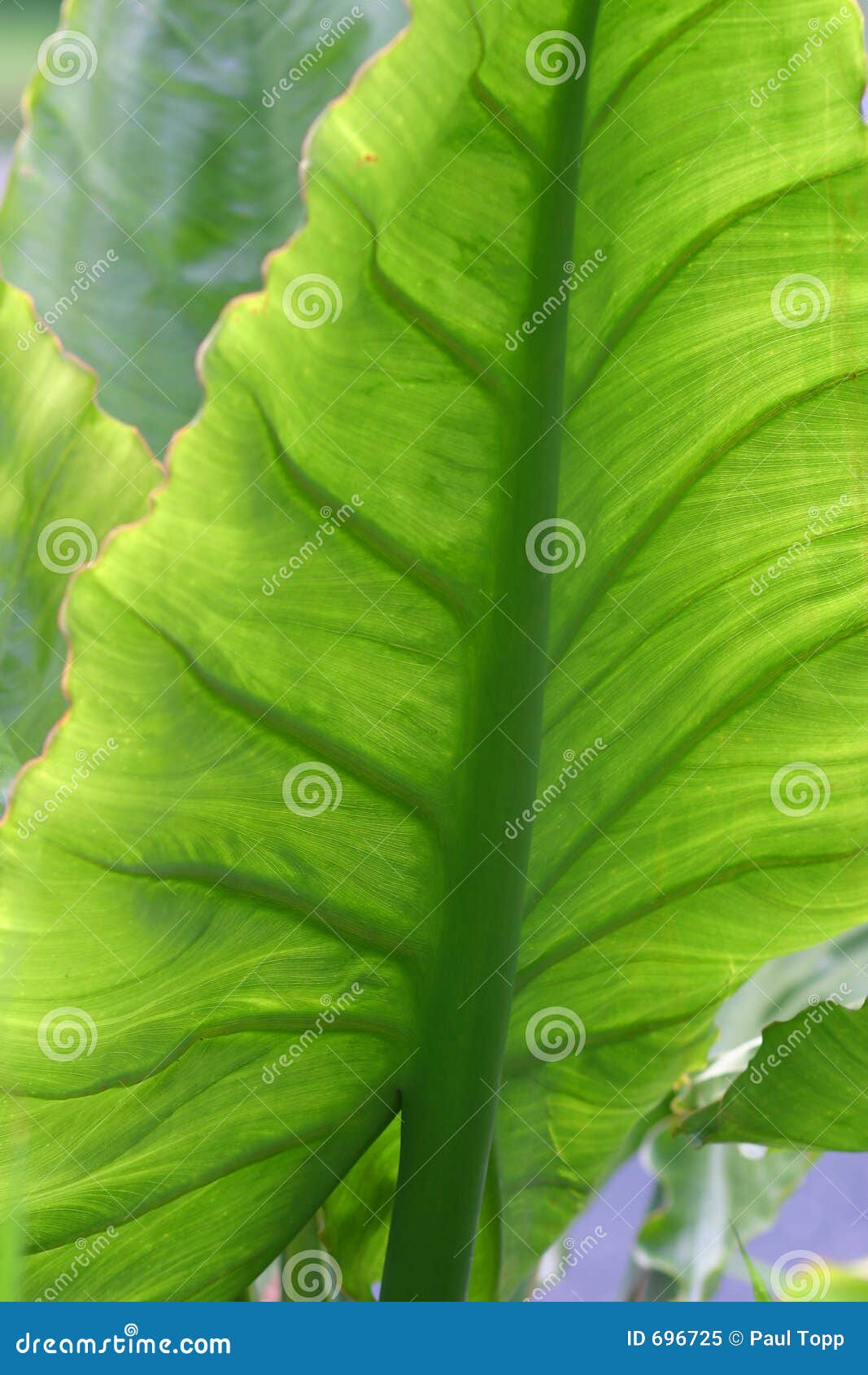 Groot Groen Blad stock afbeelding. Image of nave, tropisch - 696725