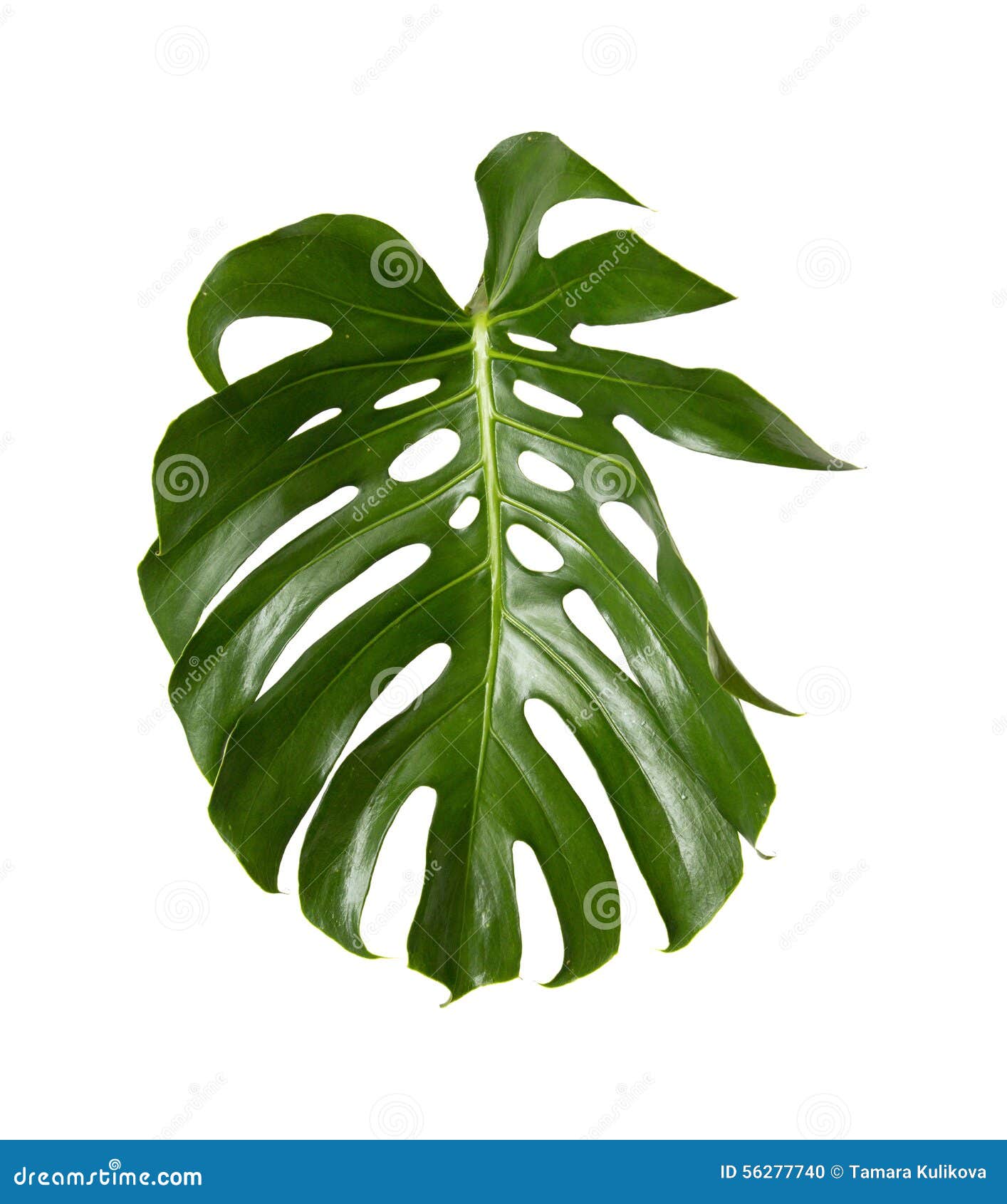 Groot Groen Glanzend Blad Van Monstera Stock Foto - Image of groei ...