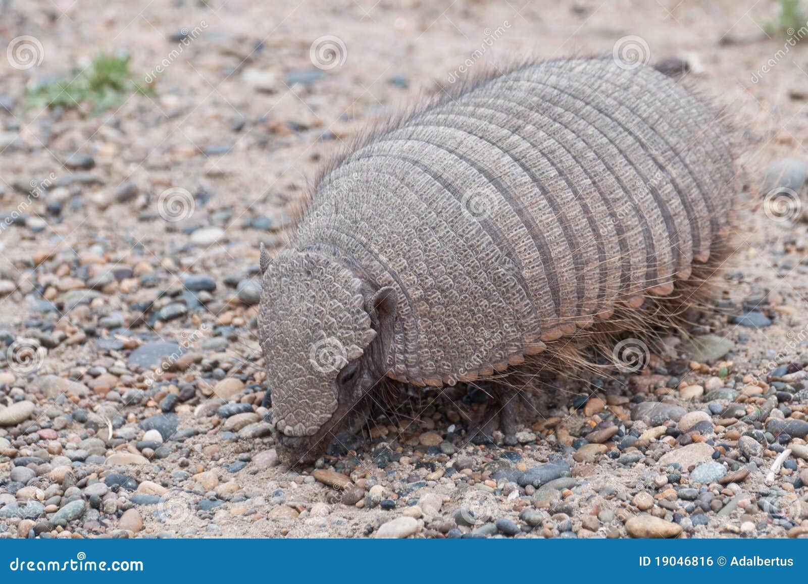 Groot Harig Gordeldier Bij Groot Stock Foto - Image of patagonië, wild ...