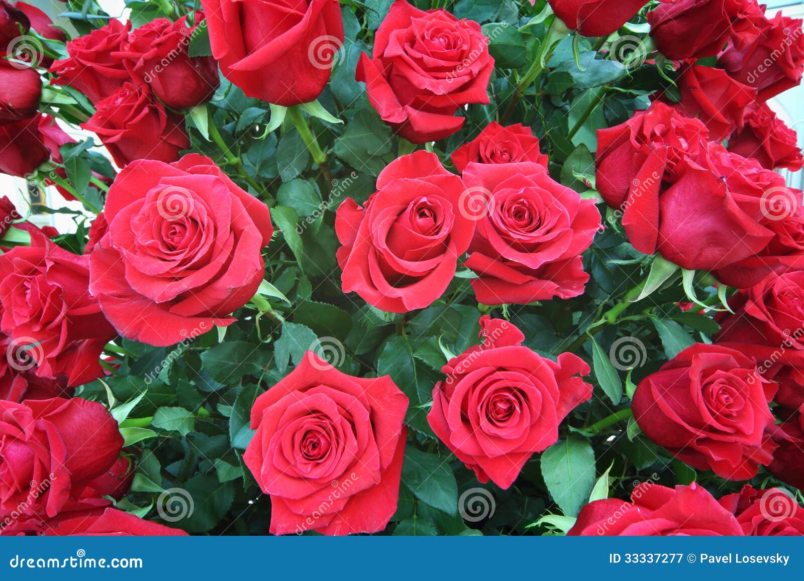 Groot Helder Boeket Van Vers Gesneden Grote Rode Rozen. Stock ...