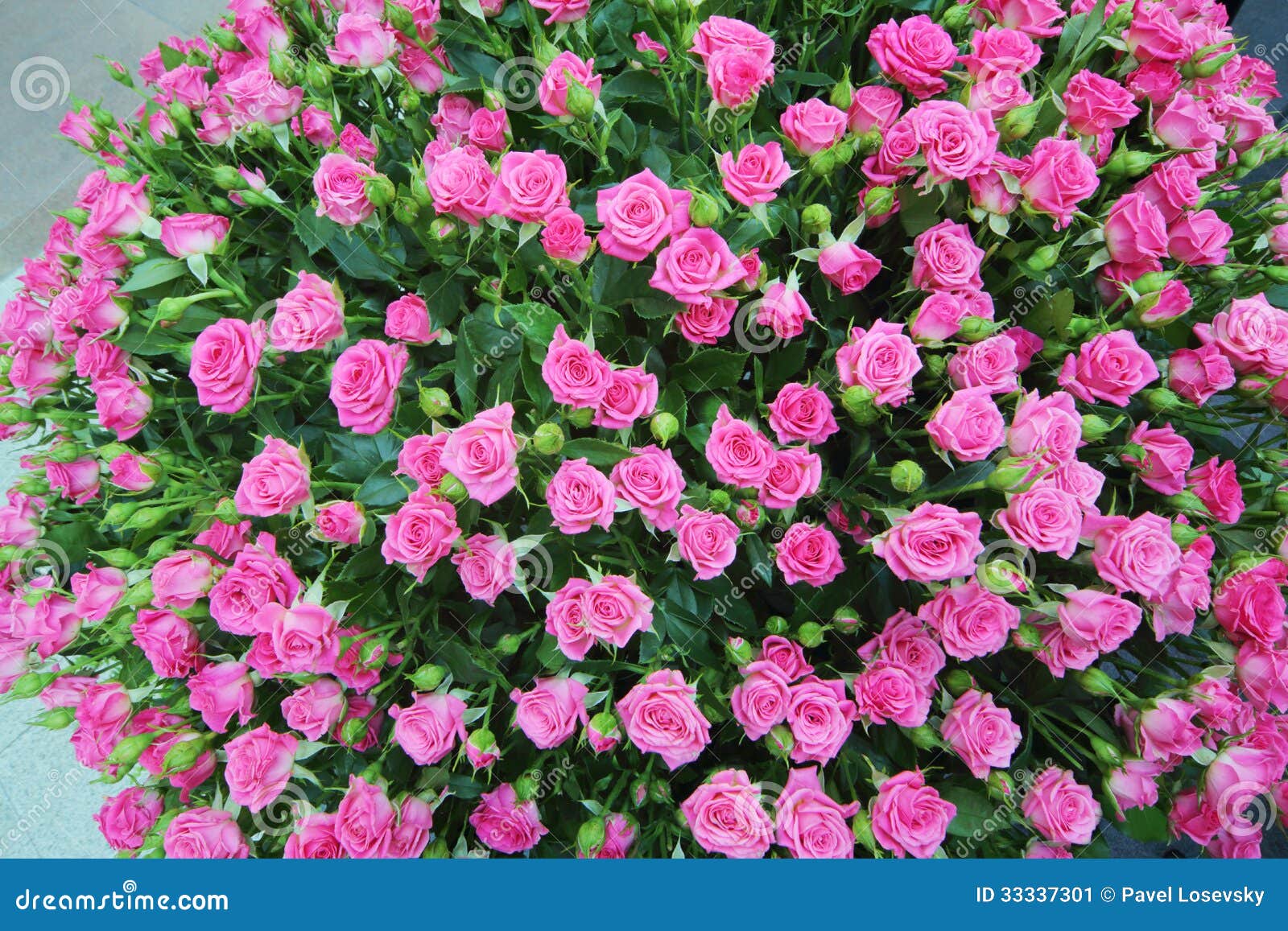 Groot Helder Boeket Van Vers Gesneden Kleine Rozen. Stock Afbeelding ...