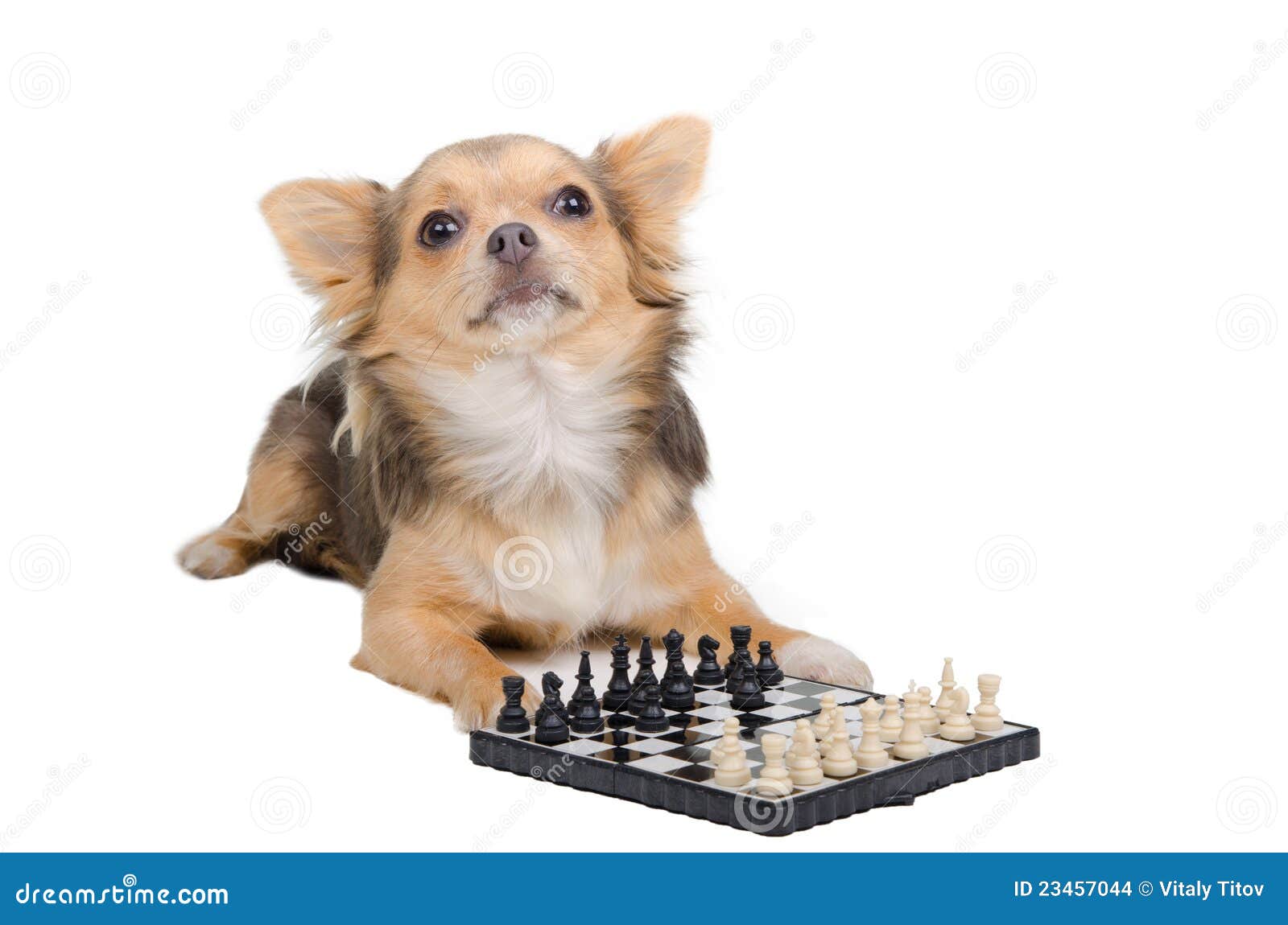 Groot Hoofd Het Spelen Van De Hond Schaak Stock Foto - Image of dier ...