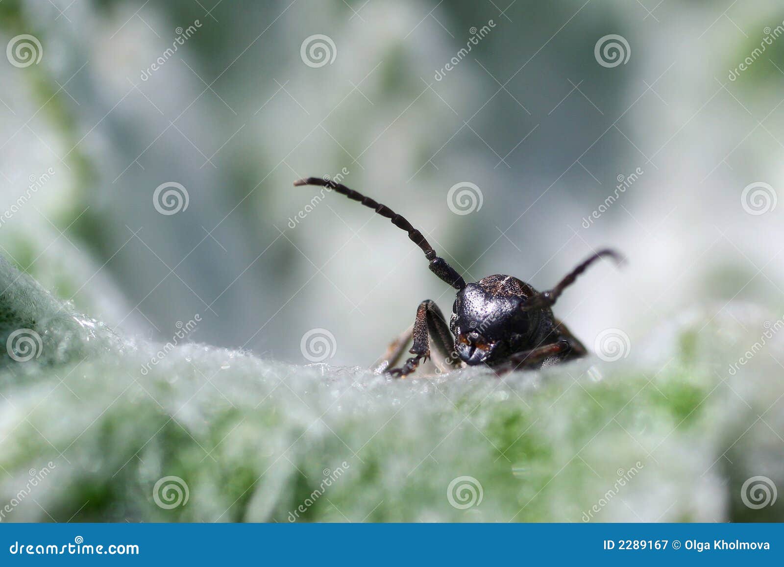 Groot insect stock afbeelding. Image of geïsoleerd, lelijk - 2289167