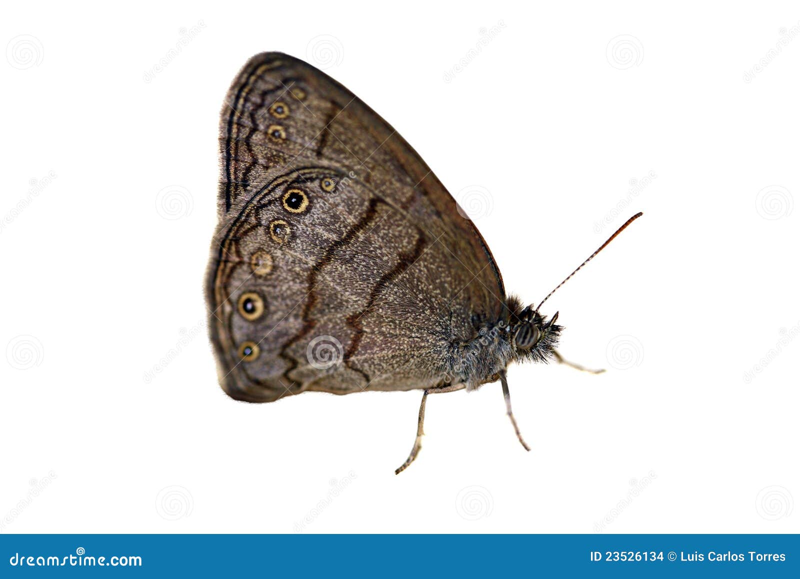 Groot insect stock foto. Image of bruin, vliegen, volledig - 23526134