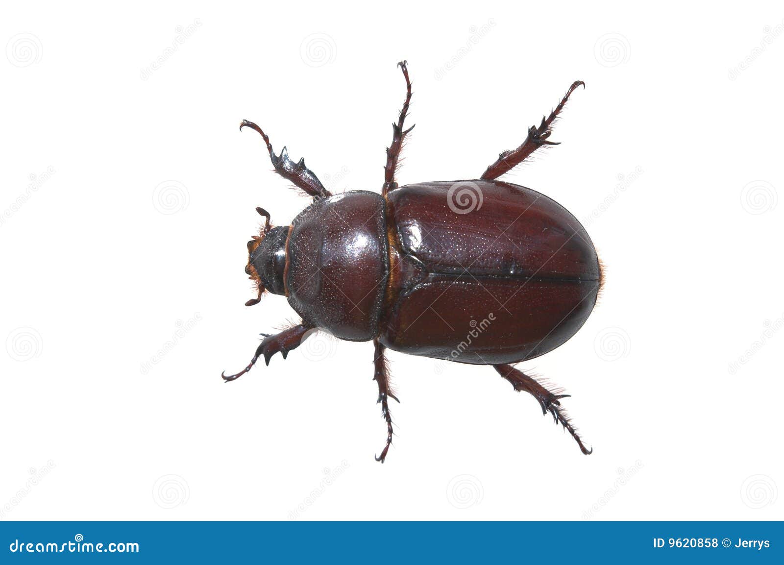 Groot Insect stock foto. Image of kruipen, vlieg, achtergrond - 9620858