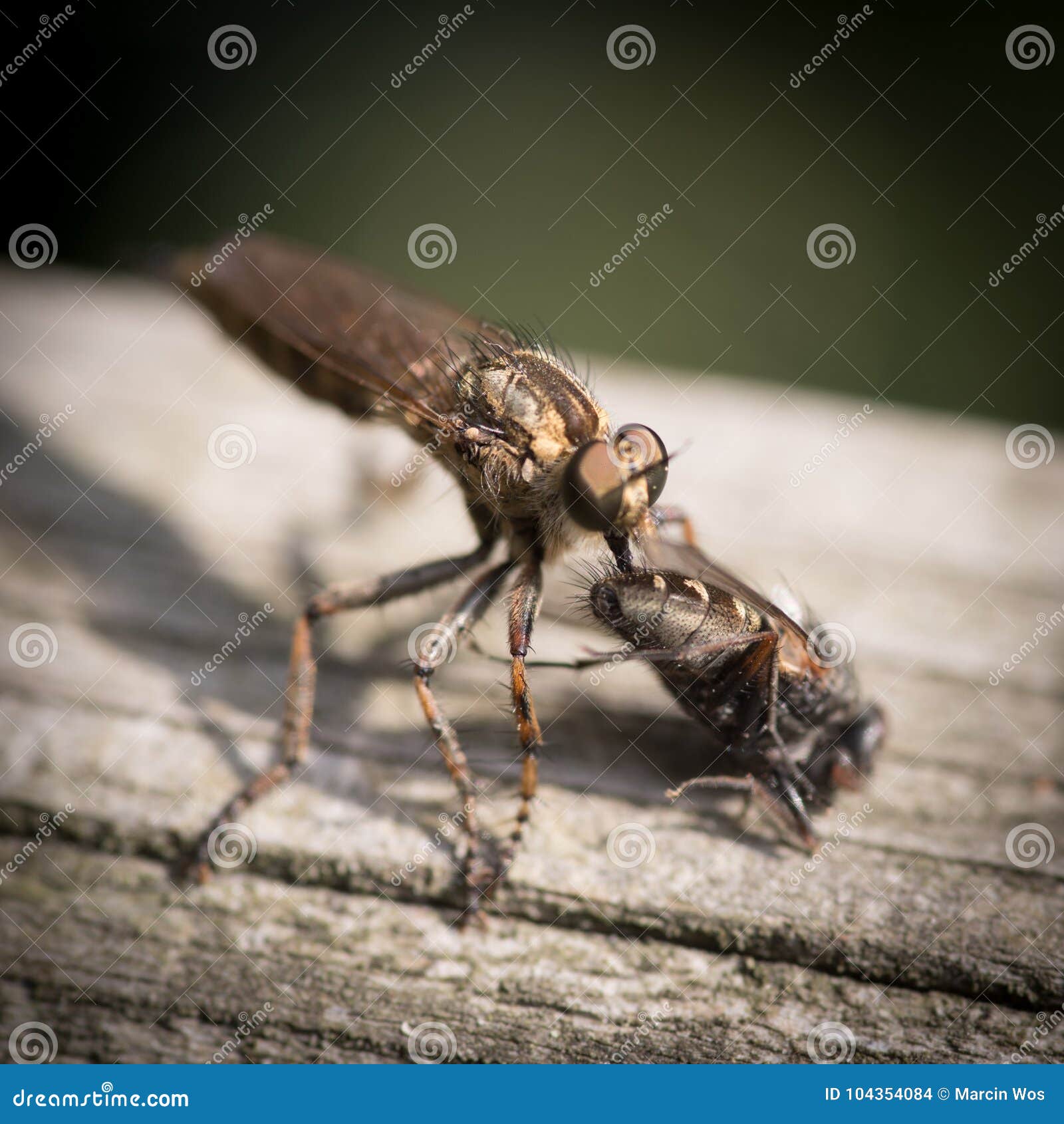 Groot Insect Die Vlieg Eten Stock Foto - Image of klein, irritatie ...
