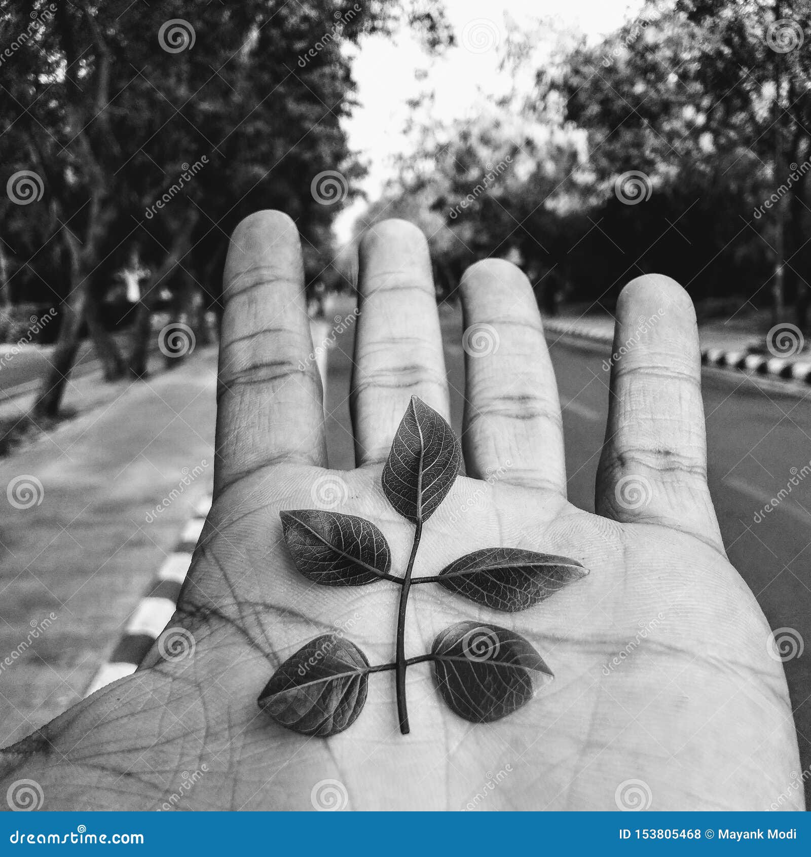 The Groot leaf stock photo. Image of nature, groot, hand - 153805468