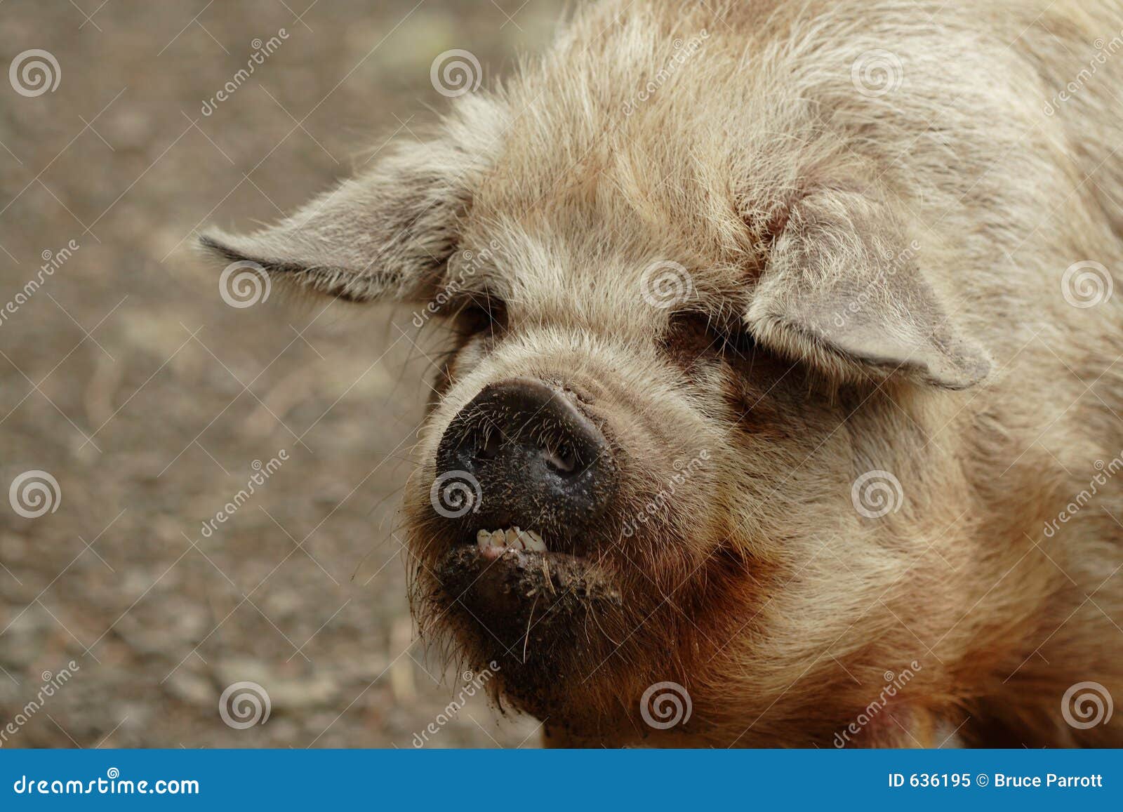 Groot Lelijk Varken Met Slechte Tanden Stock Afbeelding - Image of ...