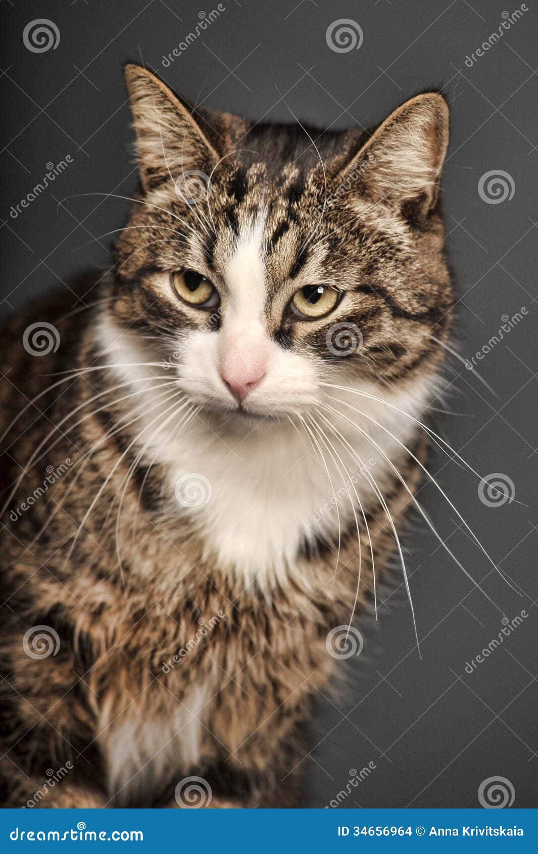 Groot mooi kattenportret stock foto. Image of snoezig - 34656964