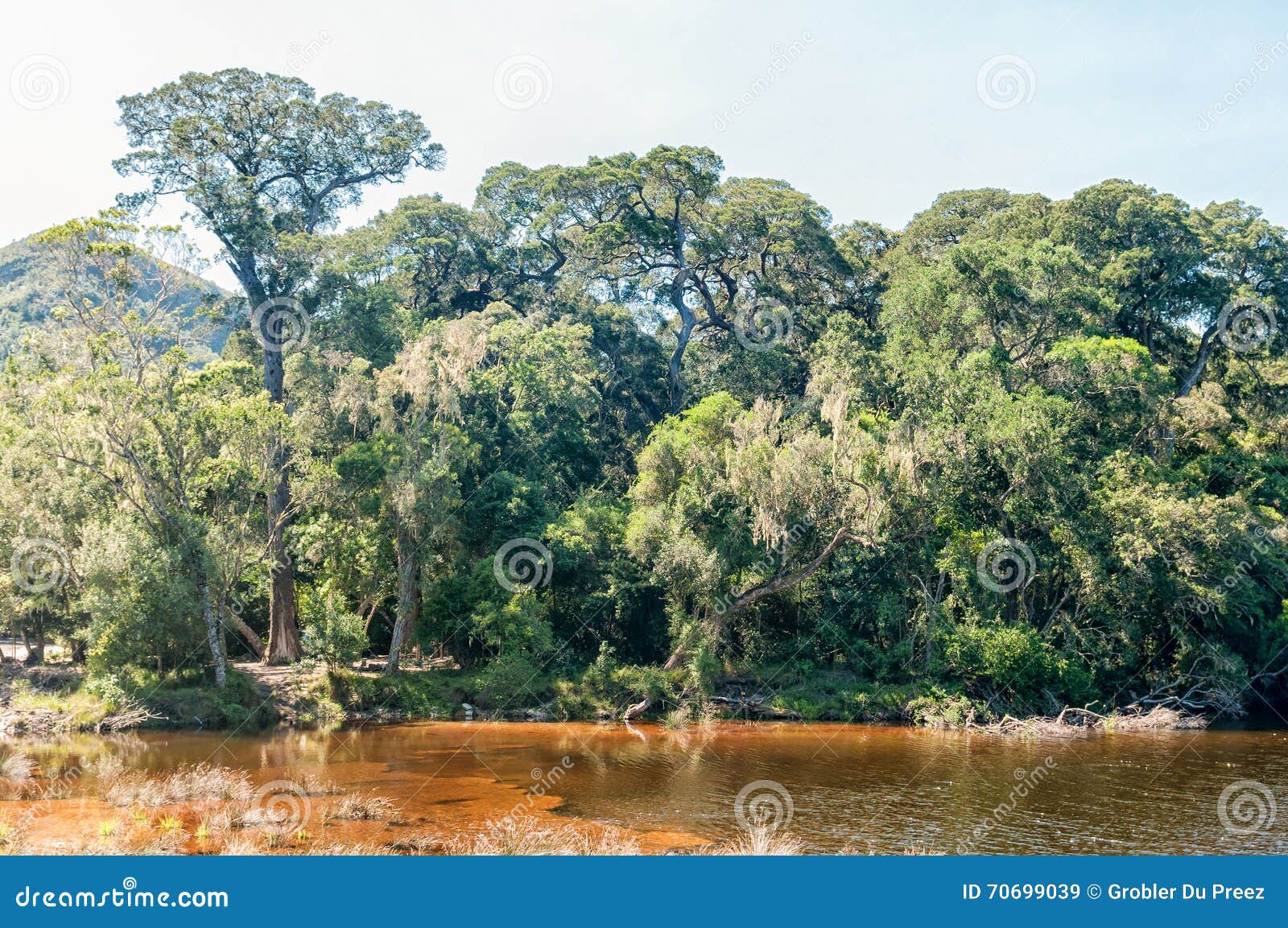 Groot River and Large Yellowwood Trees Stock Image - Image of ...