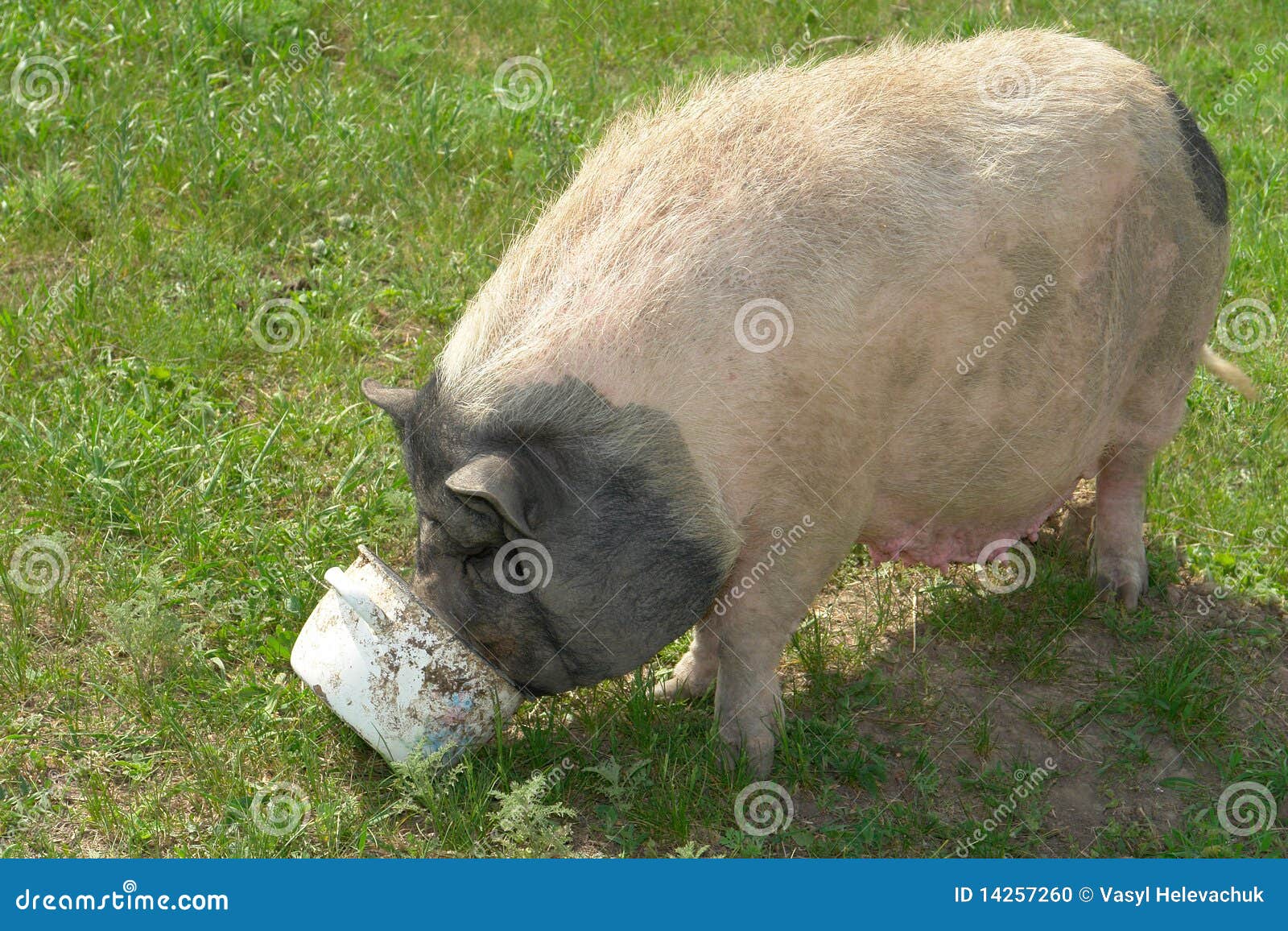 Groot varken stock foto. Image of landbouw, gekweekt - 14257260