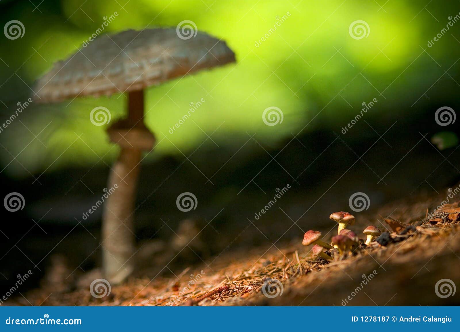 Groot versus klein stock afbeelding. Image of eetbaar - 1278187