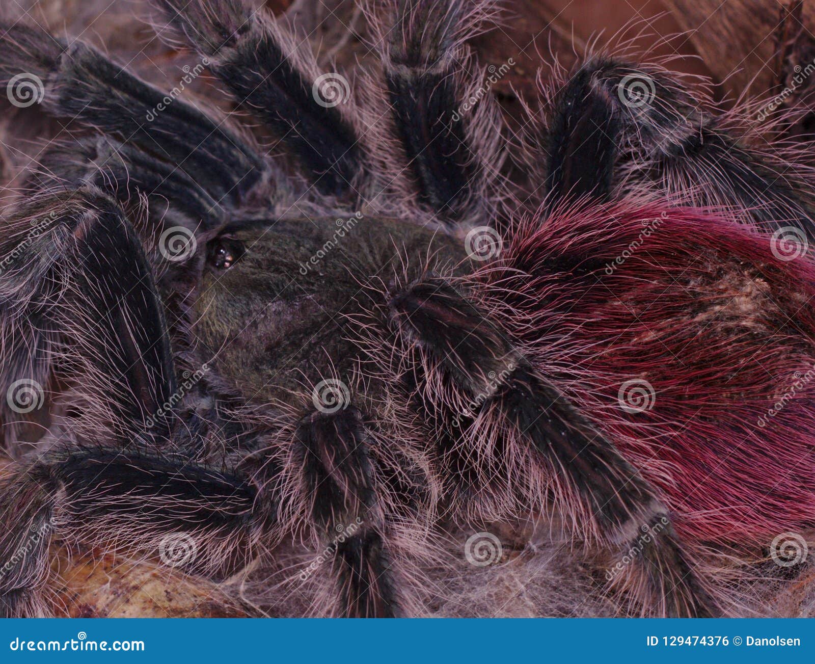 Groot Wijfje Van Peru Flame Rump Tarantula Thrixopelma-ockerti Stock ...