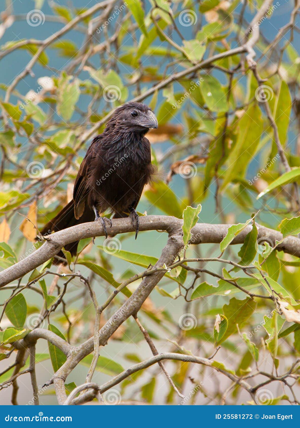 Groove-billed Ani, Crotophaga Sulcirostris, Black Bird With Thick Bill ...
