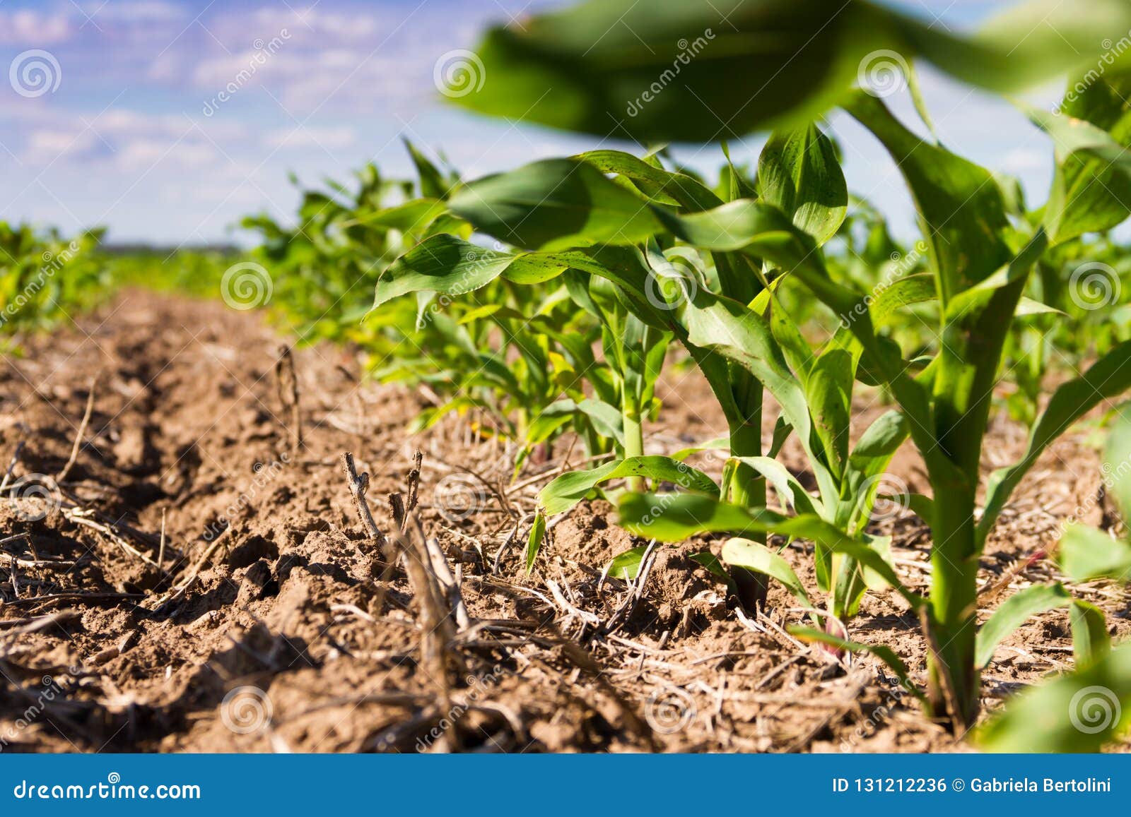 Corn Plantation in the Field Stock Photo - Image of field, growing ...