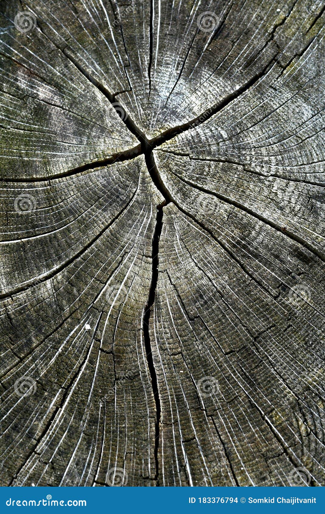 Close-up View of a Tree Cut in Half, Visible Inside Stock Photo - Image ...
