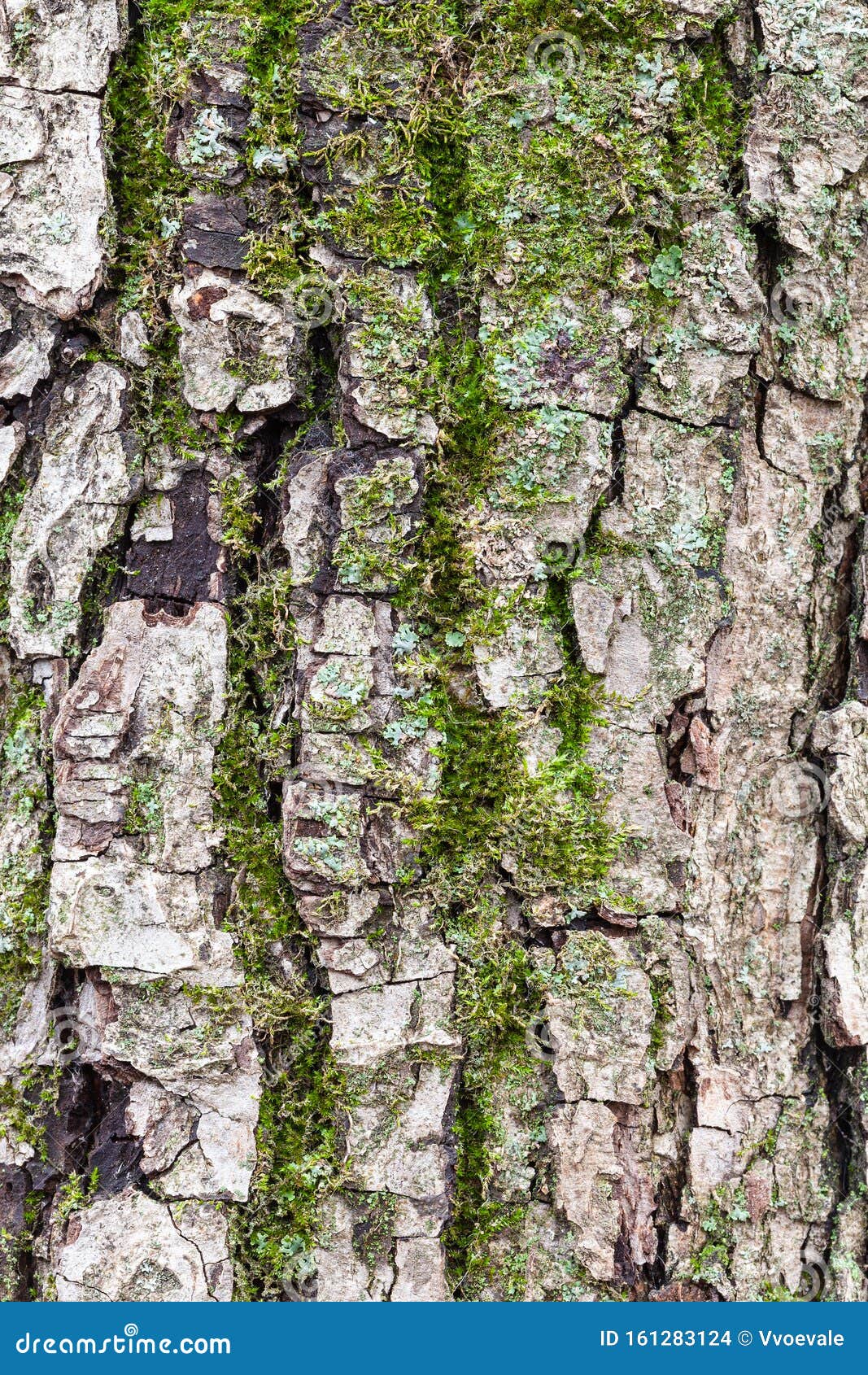 Grooved Bark on Mature Trunk of Apple Tree Stock Photo - Image of outer ...