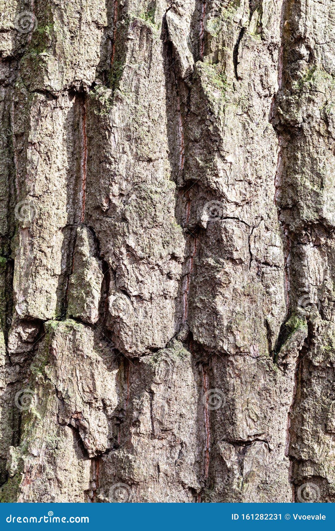 Grooved Bark On Mature Trunk Of Alder Tree Stock Photography ...