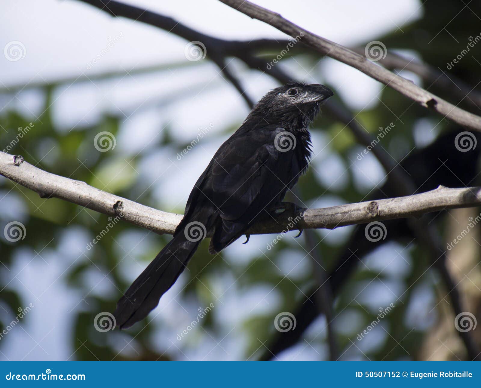 Grooved Billed Ani Standing on a Branch Stock Photo - Image of nature ...