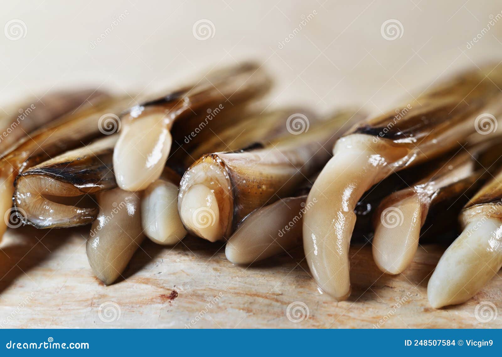 Shell Of Bivalve Mollusc Noah`s Ark Or Noah`s Arch Arca Noae Undersea ...