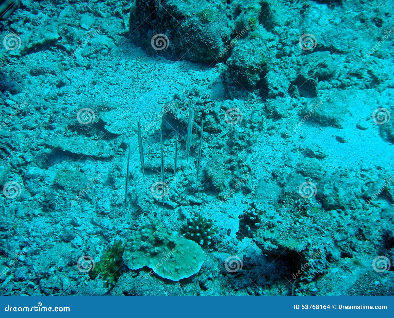 Grooved Razorfish; Centriscus Sciatus Stock Photo - Image of redang ...