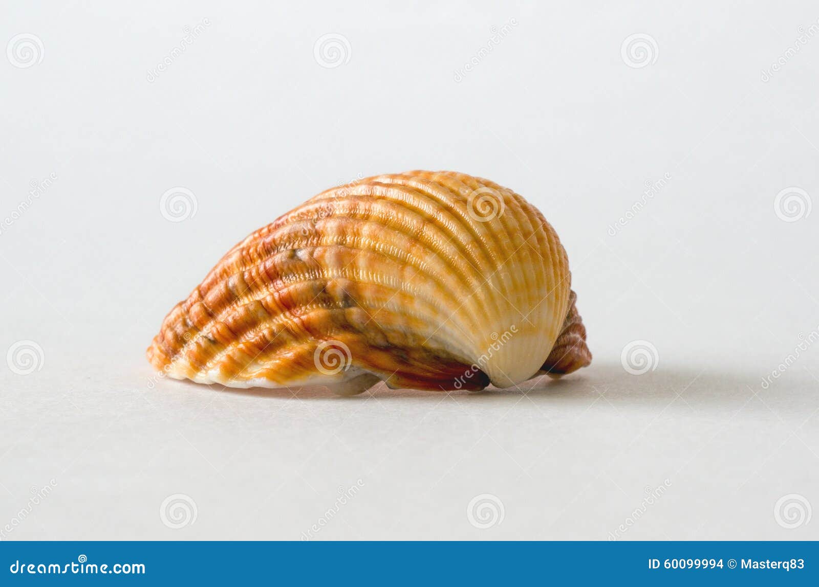 Grooved Shell on White Background Stock Photo - Image of white, ocean ...