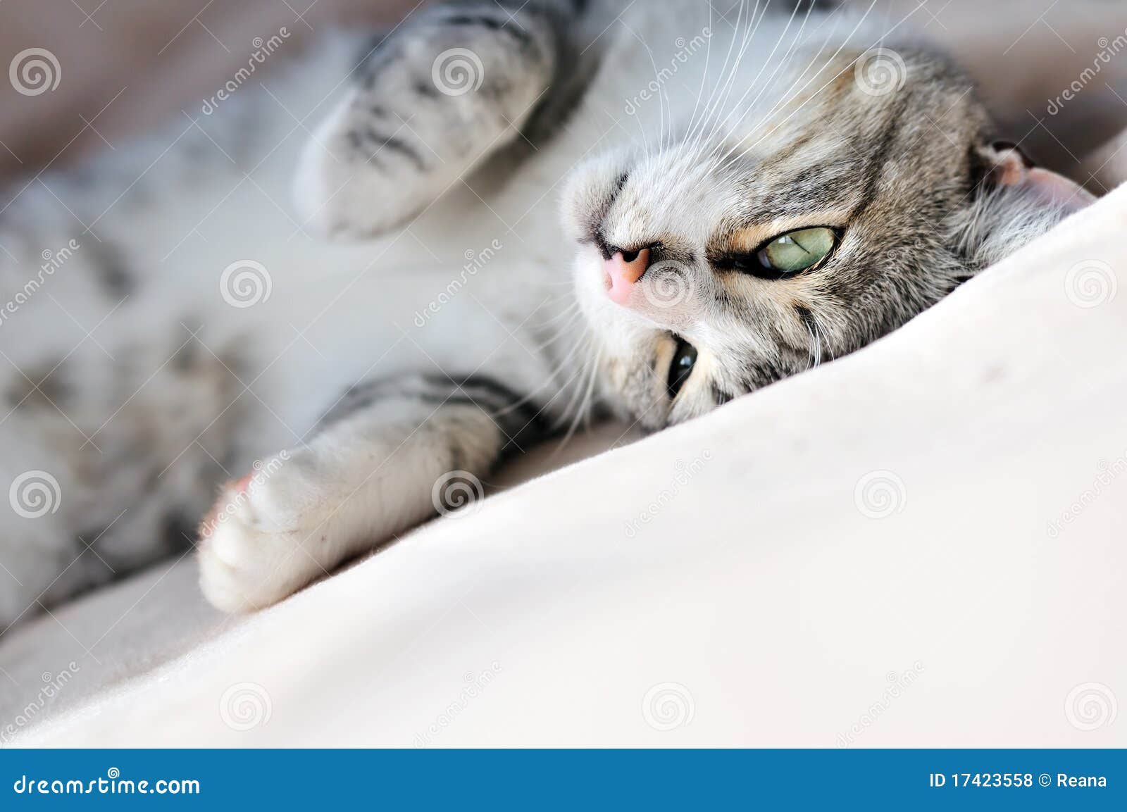 Groovy cat stock photo. Image of cute, details, color - 17423558