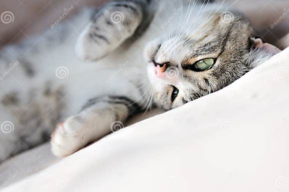 Groovy cat stock photo. Image of cute, details, color - 17423558