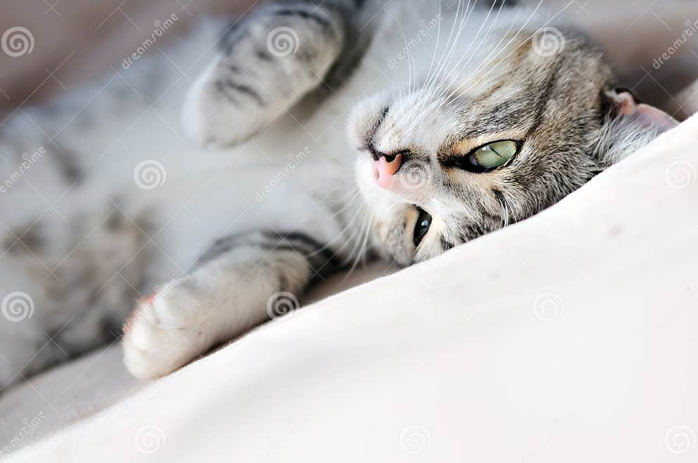 Groovy cat stock photo. Image of cute, details, color - 17423558