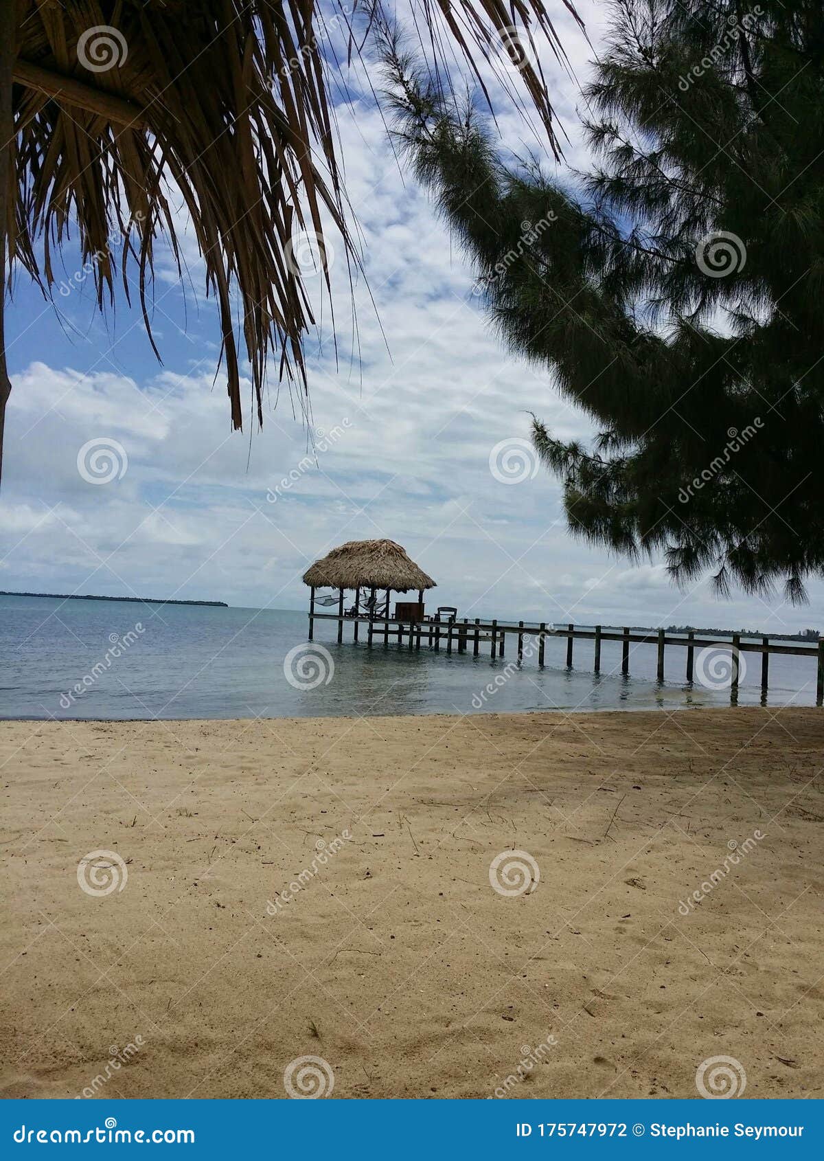 Groovy Gecko on Maya Beach. Placencia, Belize Stock Photo - Image of ...