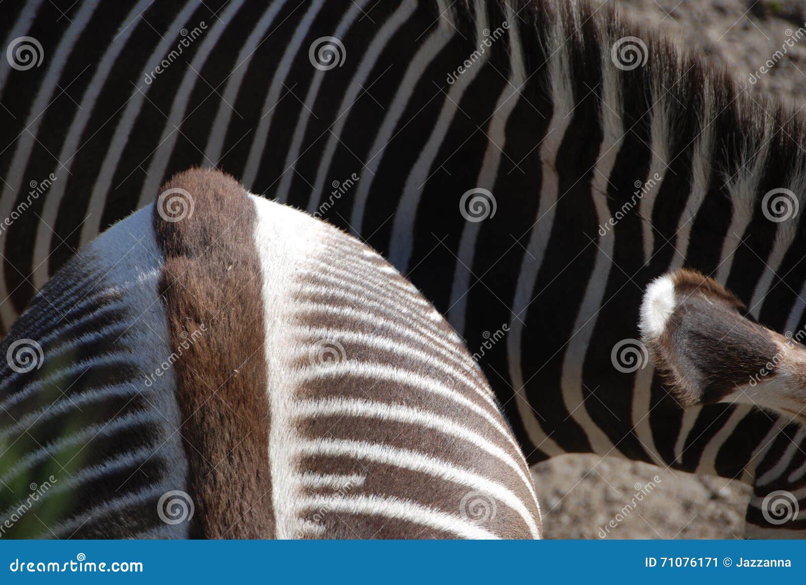 Groppa delle zebre immagine stock. Immagine di zebre - 71076171