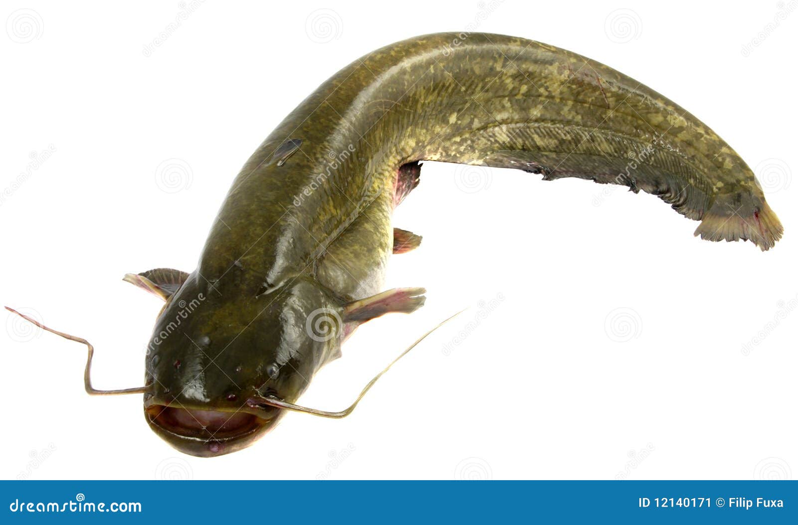 Groppefische stockbild. Bild von groppe, tier, jagd, bart - 12140171