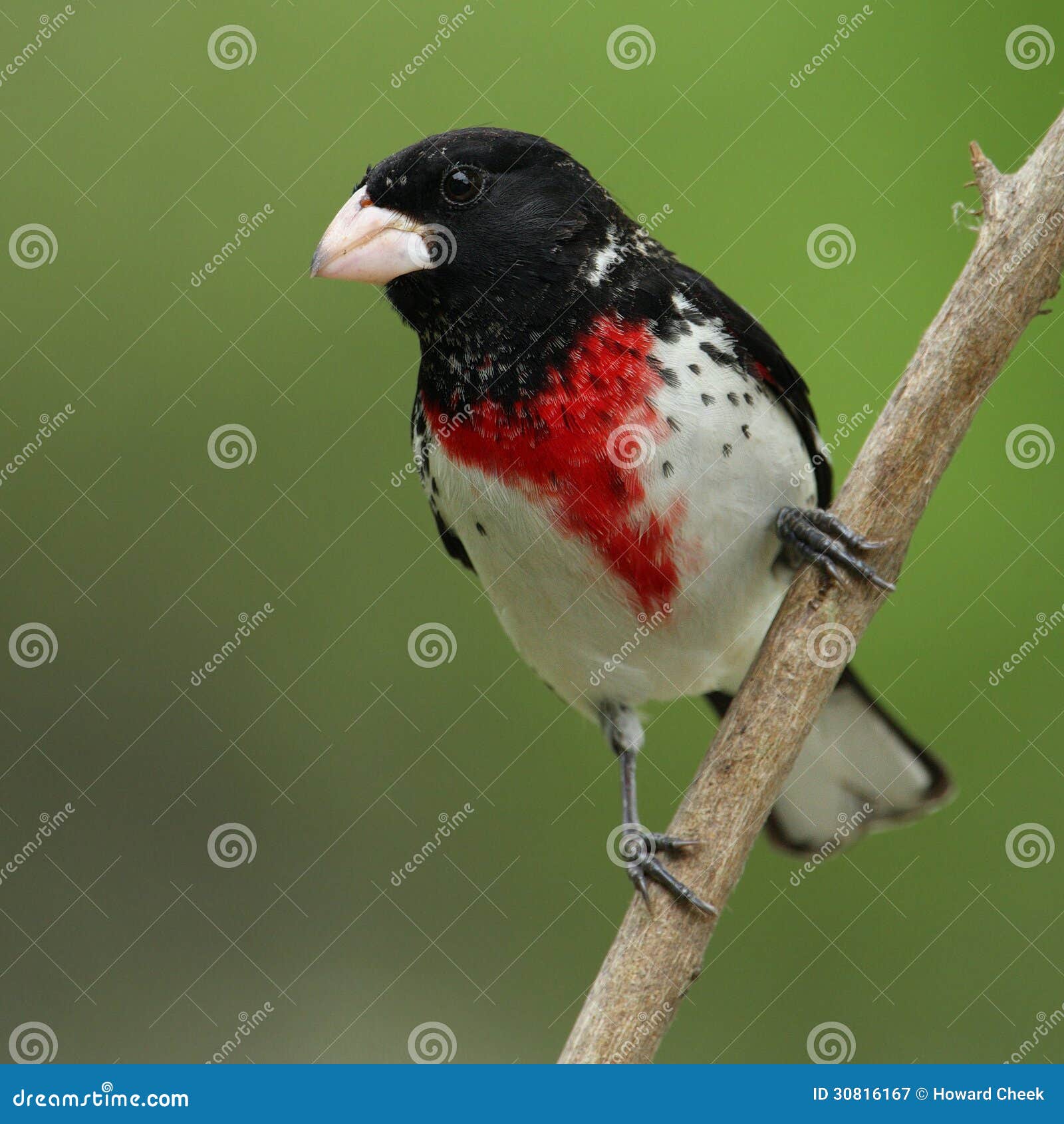 Gros-bec de Rose-breasted image stock. Image du rose - 30816167