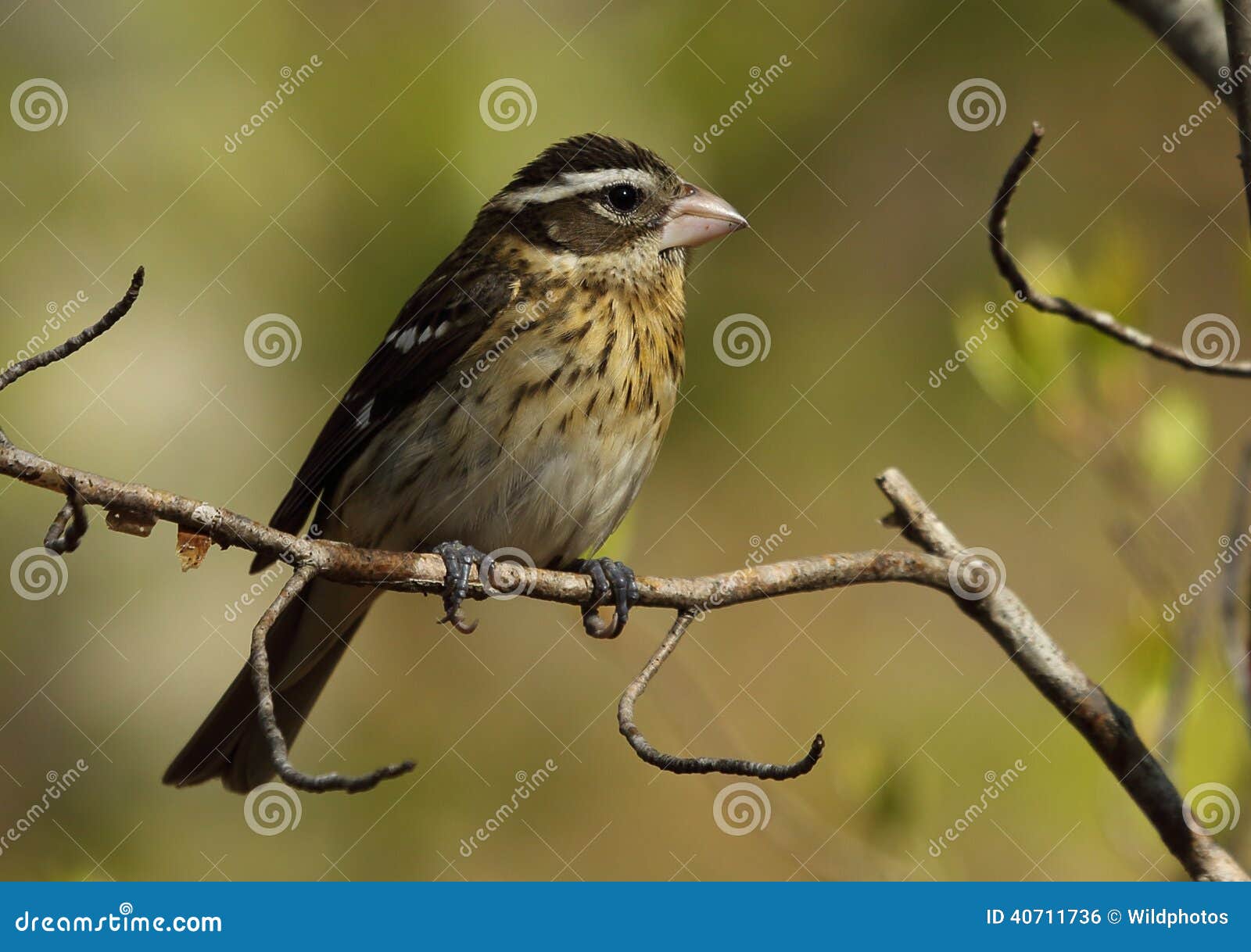 Gros-bec de Rose-Breasted photo stock. Image du faune - 40711736