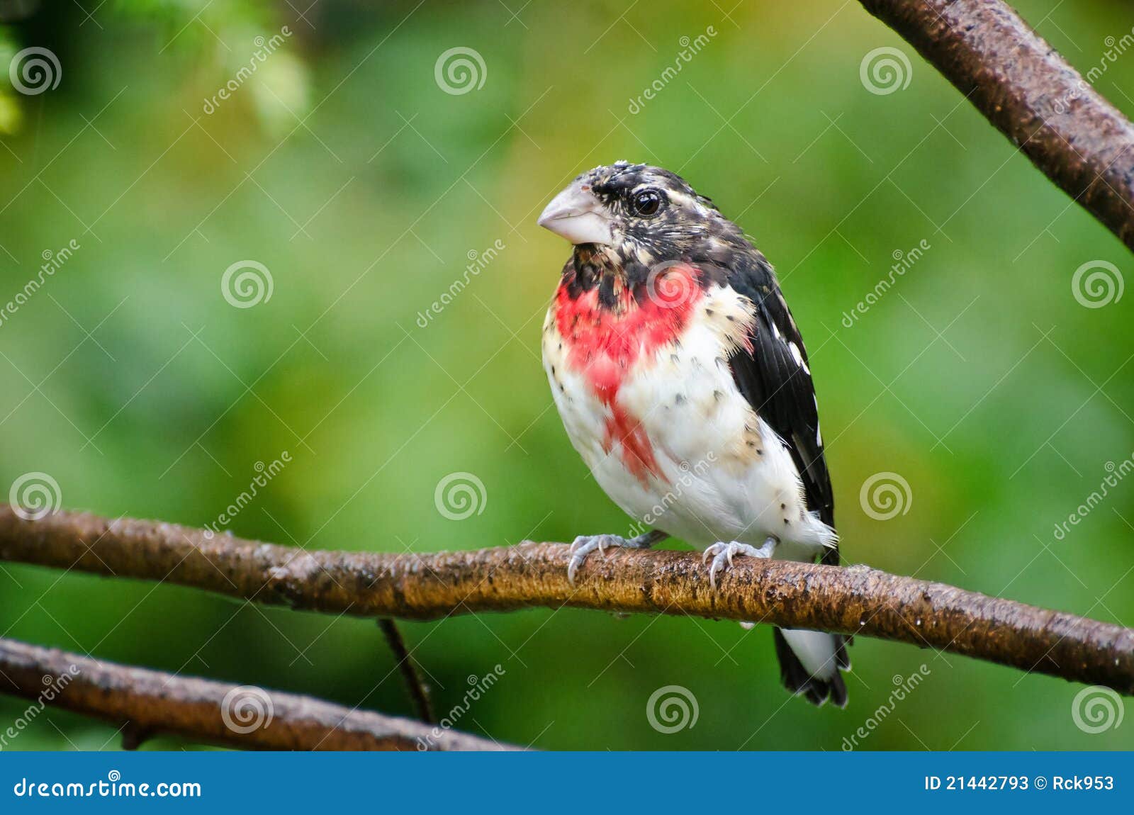 Gros-bec De Rose-Breasted Sous La Pluie Image stock - Image du poitrine ...