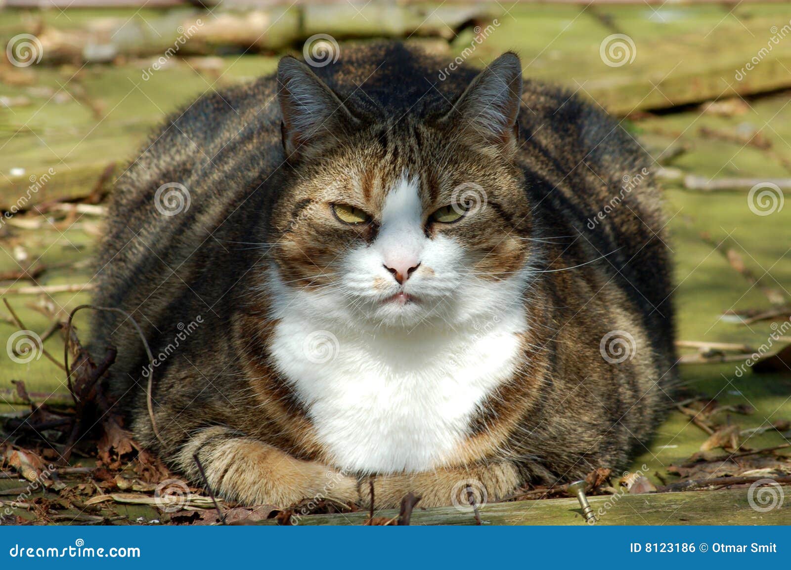 Gros chat photo stock. Image du overweight, paresseux - 8123186