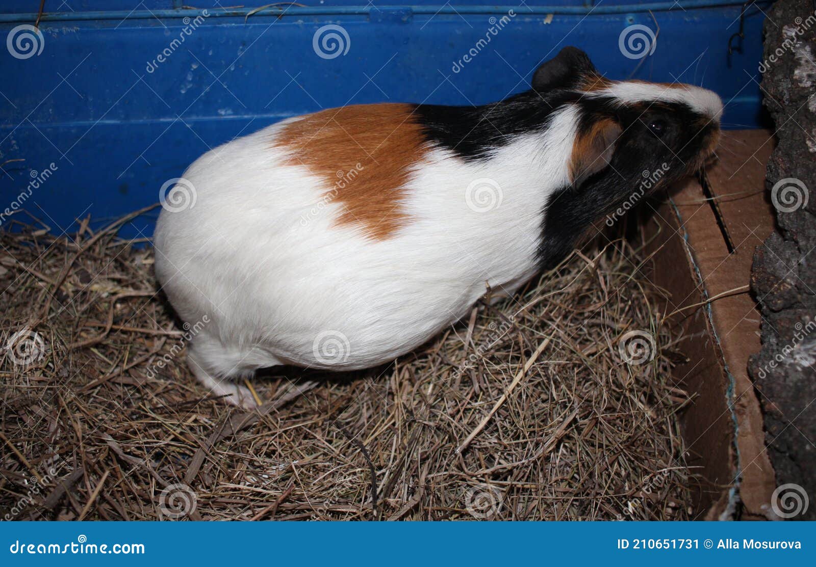 Gros Cobaye Enceinte Dans Une Cage Image stock - Image du rongeur ...