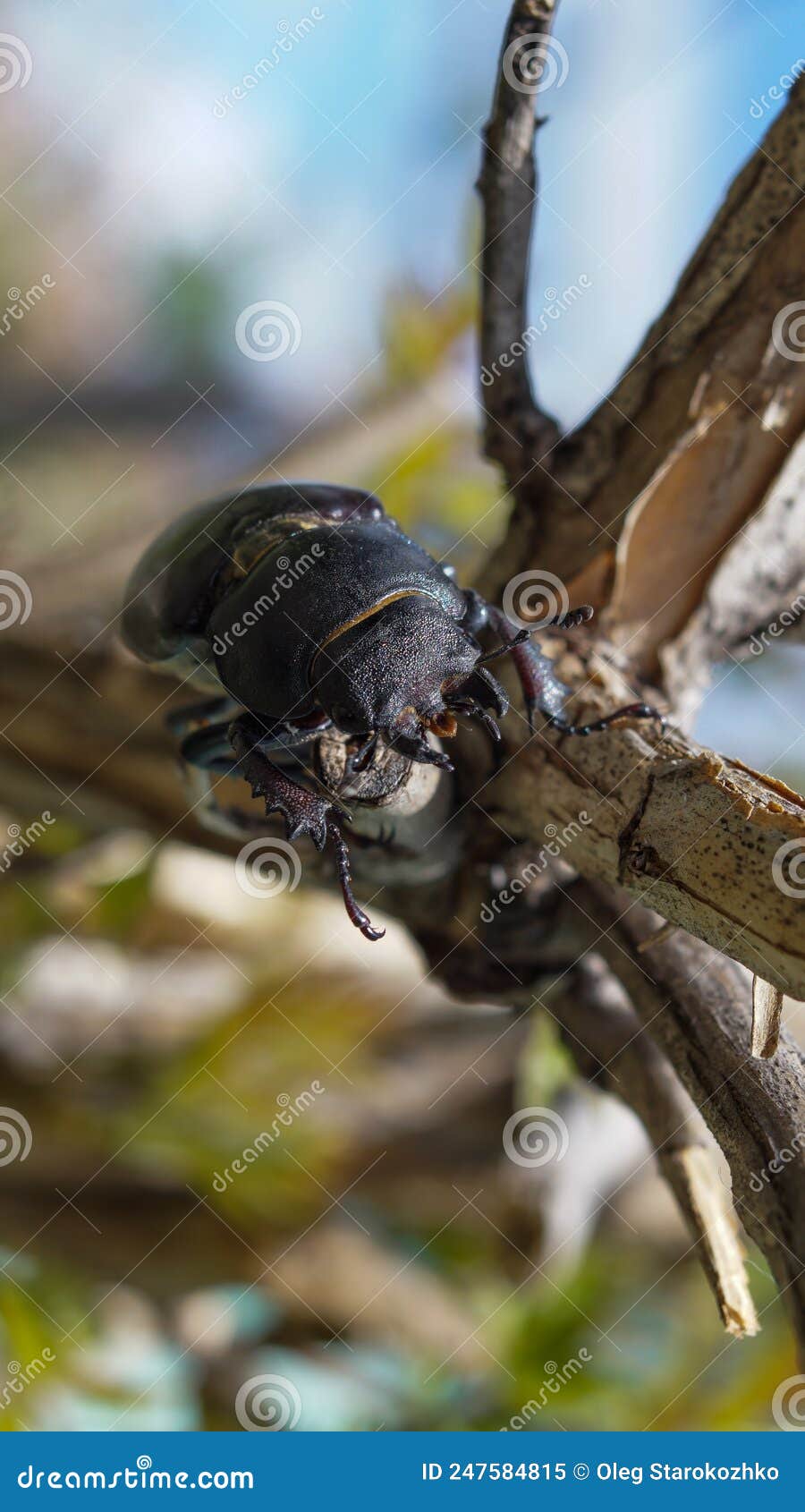 Gros Insecte Noir Sur Les Branches De L'arbre Image stock - Image du ...