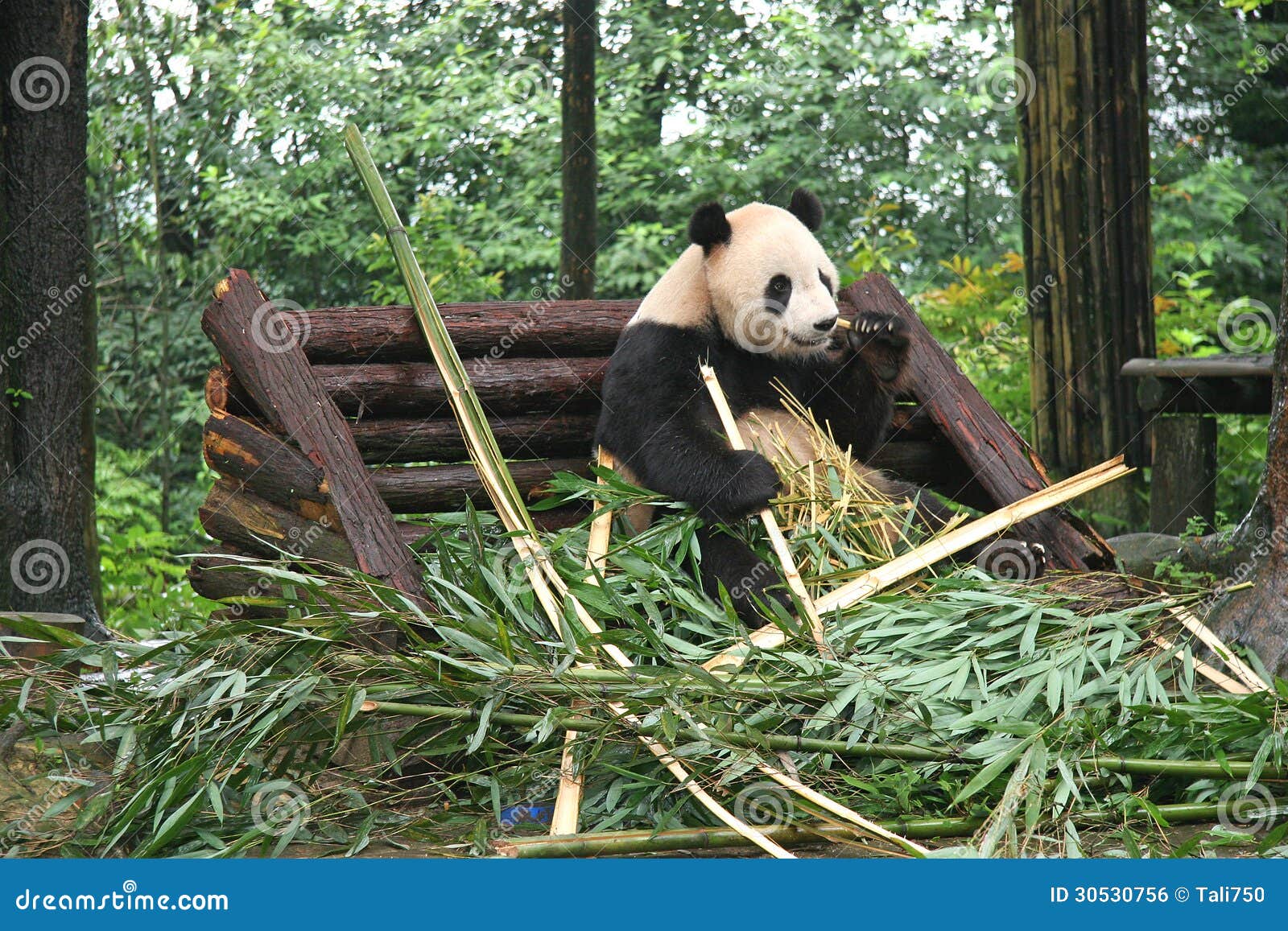 Gros panda sur un banc photo stock. Image du banc, endangered - 30530756
