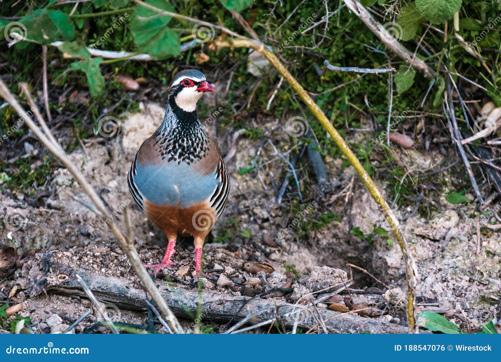 Gros Plan D'un Rouge Rufa Alectoris De Perdrix Sur Une Branche Photo ...