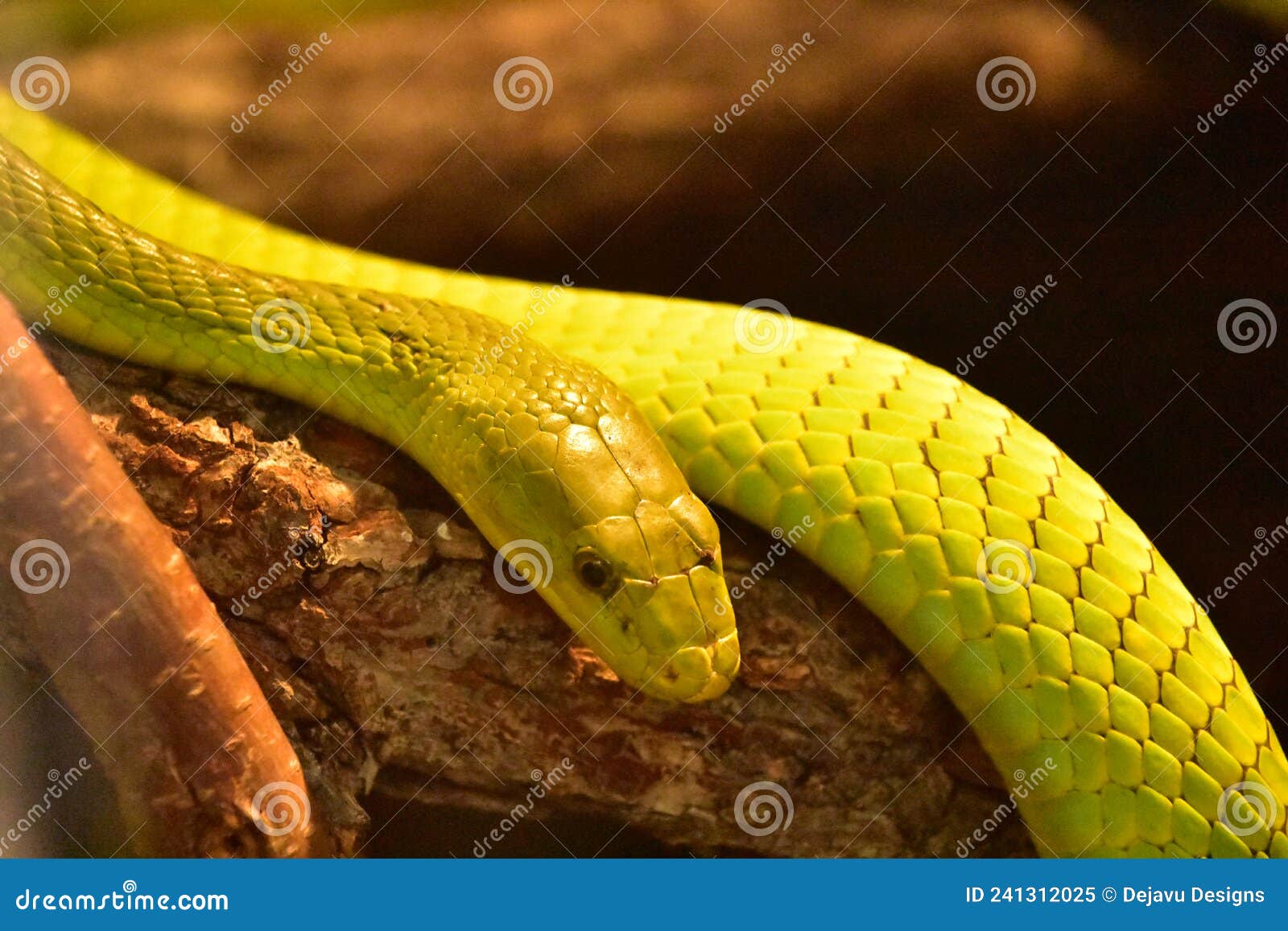 Gros Plan D'un Serpent De Mamba Vert Sur Une Branche Image stock ...