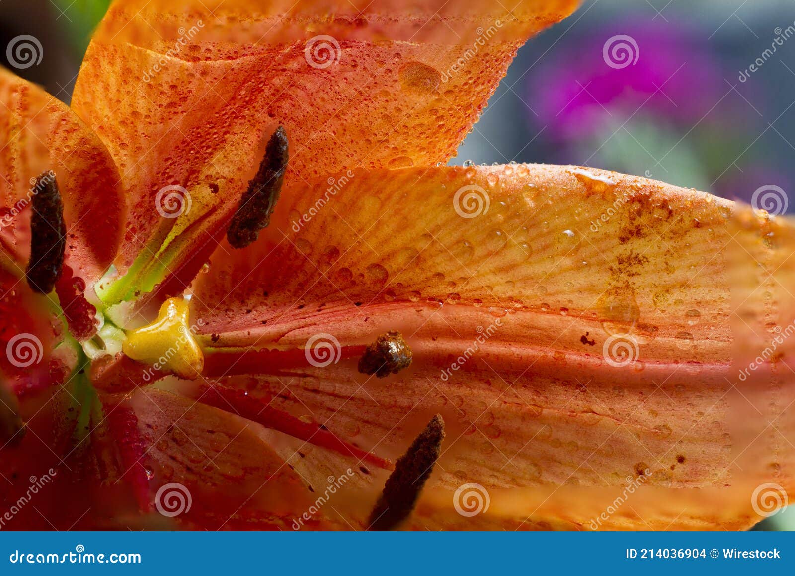 Gros Plan D'une Fleur De Lys Orange Vif Photo stock - Image du jardin ... Gros Plan D'une Fleur De Lys Orange Vif Photo stock - Image du jardin ...