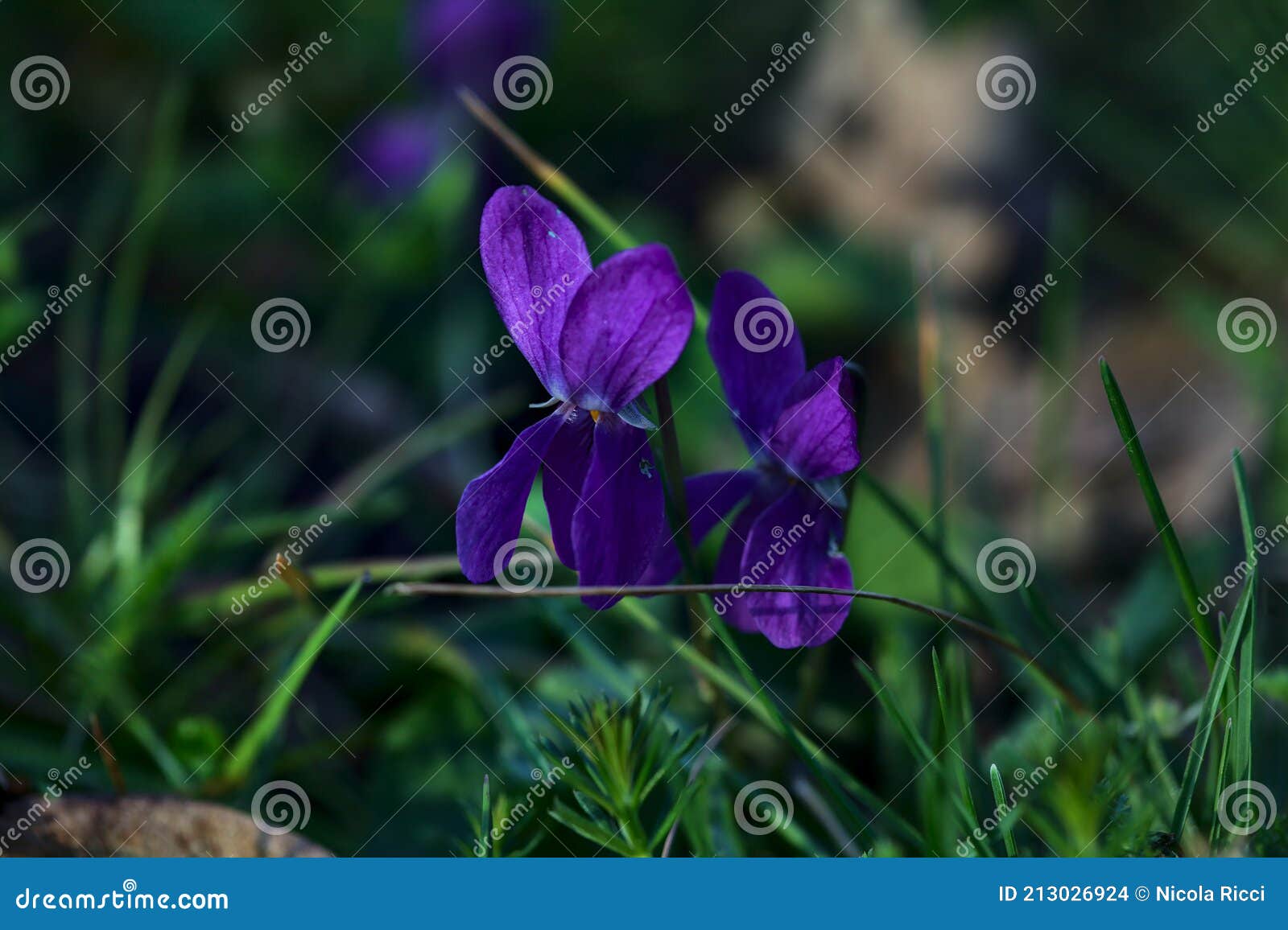 Gros Plan D'une Violette En Fleur Dans Un Champ Photo stock - Image of ...