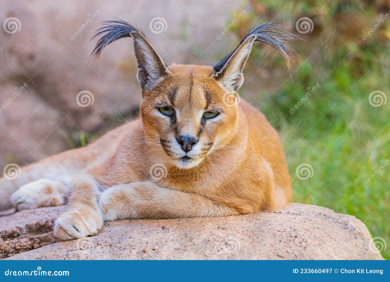 Gros plan du chat caracal image stock. Image du animal - 233660497
