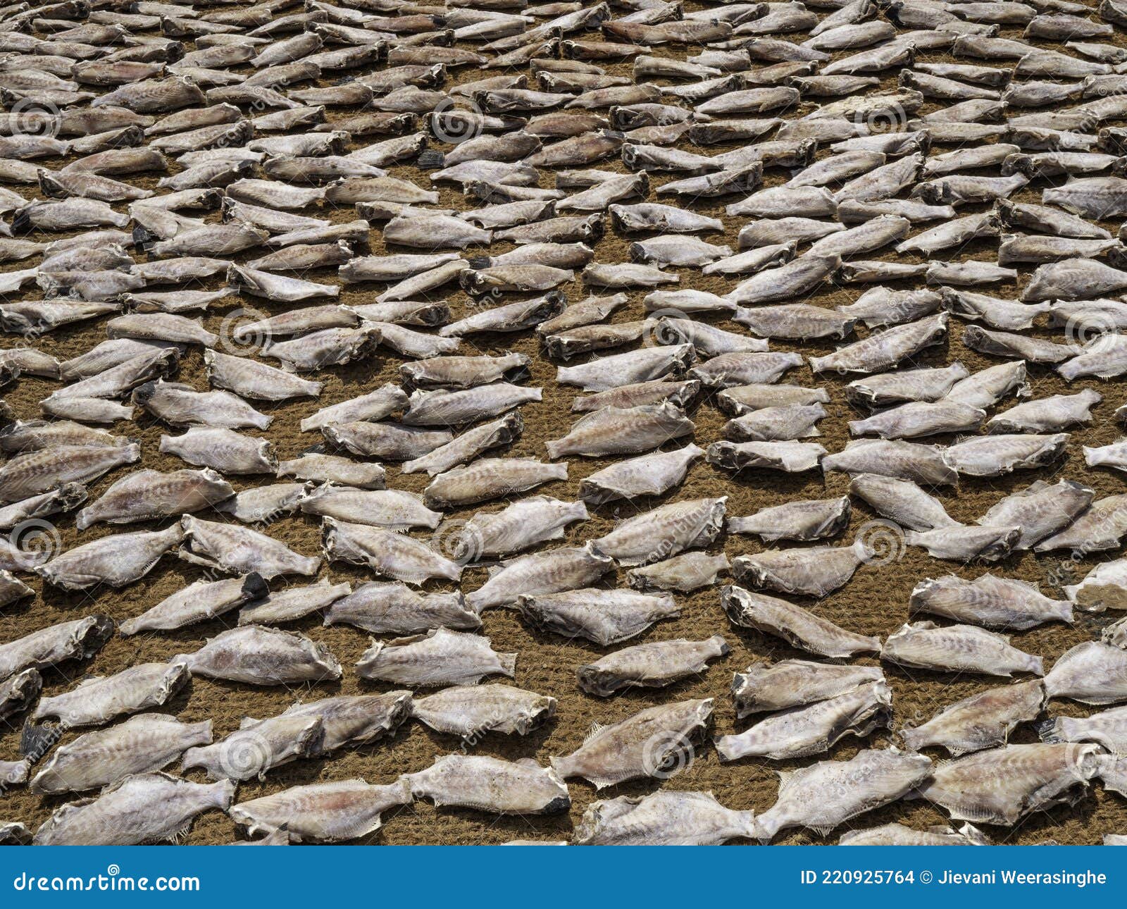 Gros plan du poisson sec photo stock. Image du marché - 220925764